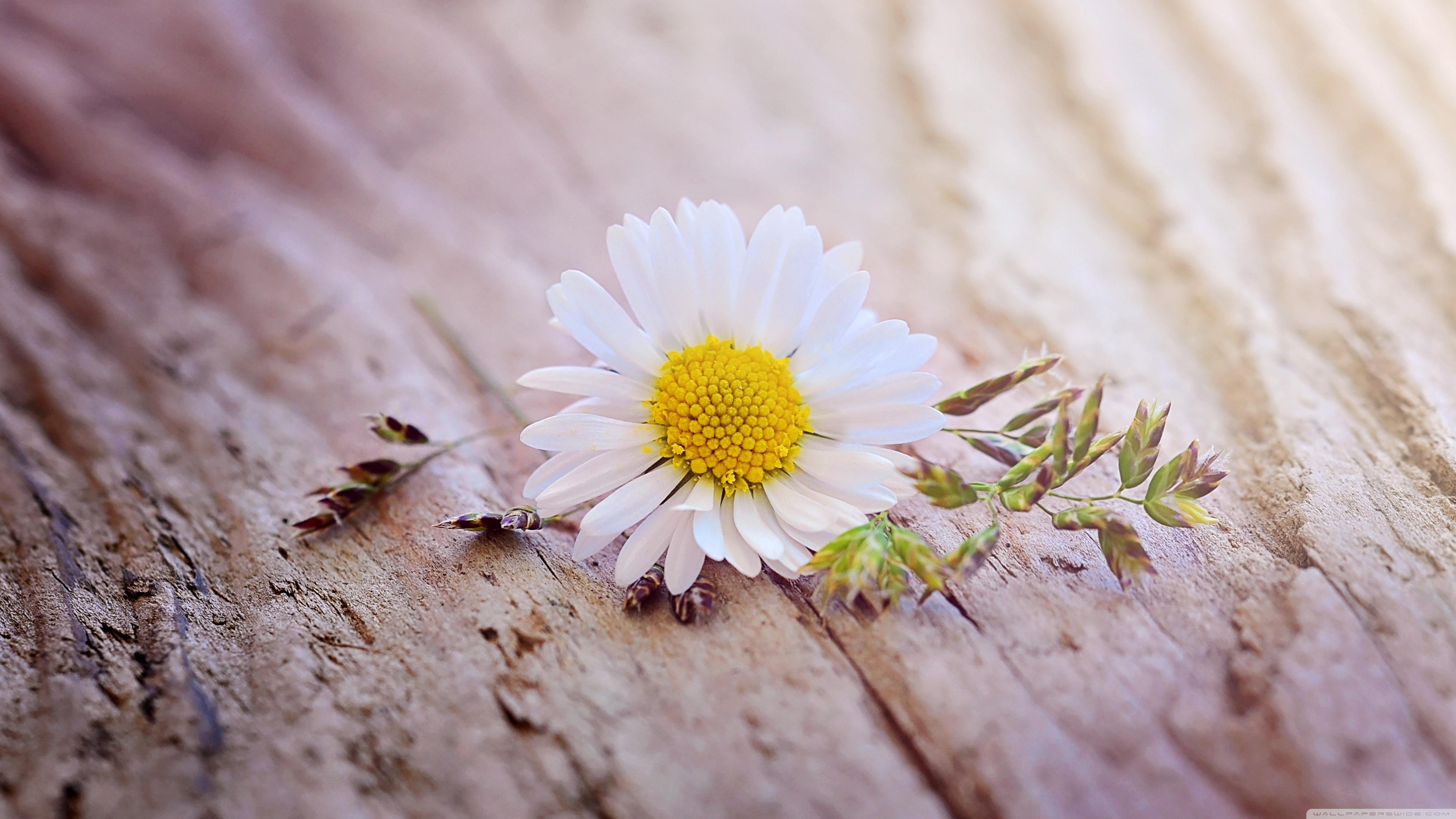 Daisy 4k Wallpapers - Top Free Daisy 4k Backgrounds - WallpaperAccess