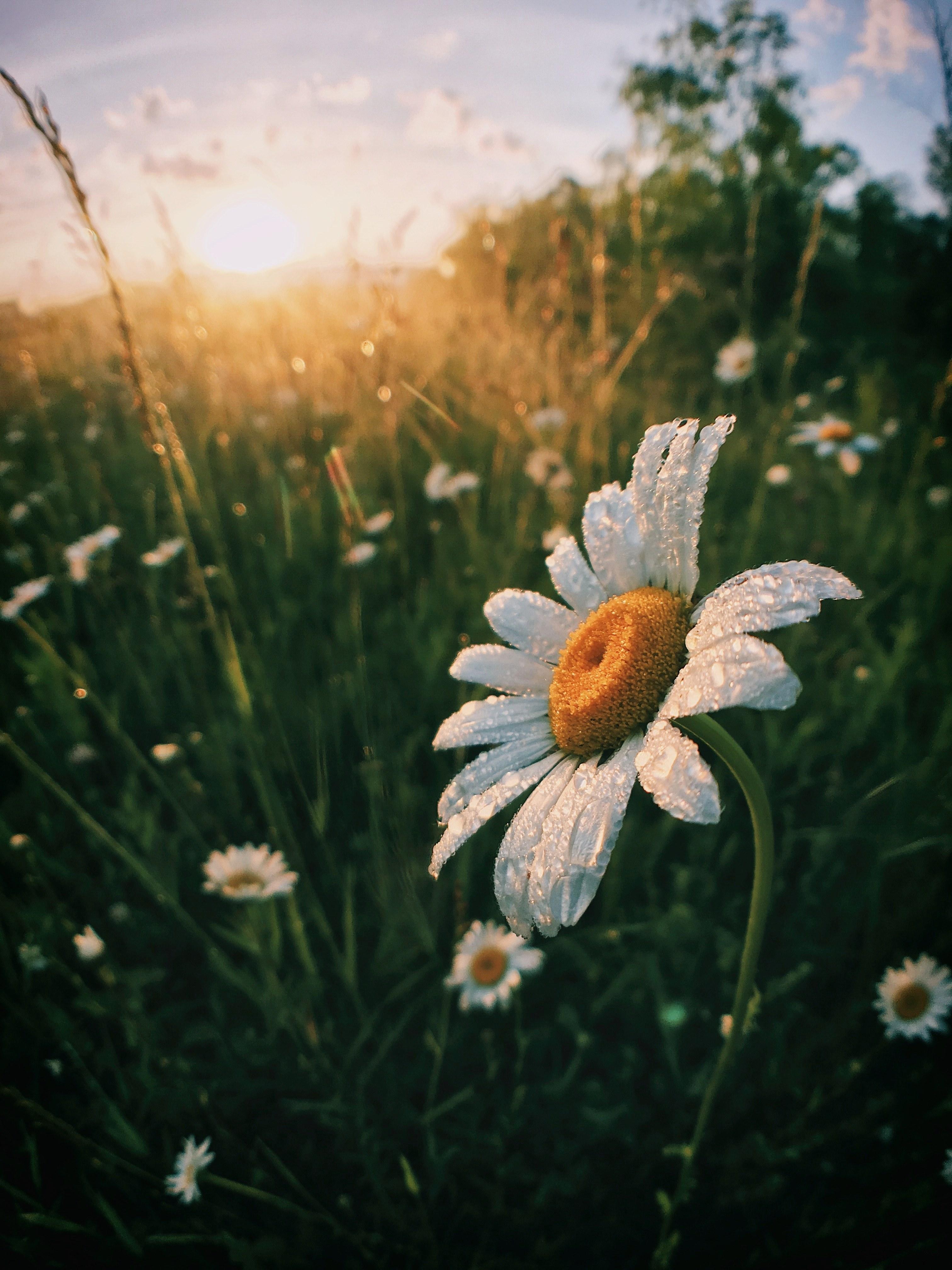 Daisy 4k Wallpapers - Top Free Daisy 4k Backgrounds - WallpaperAccess