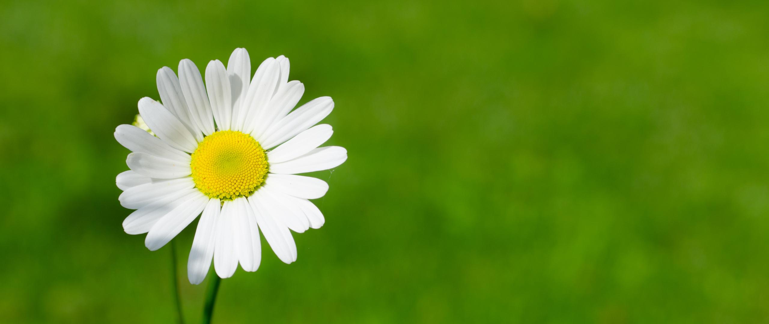 Daisy 4k Wallpapers - Top Free Daisy 4k Backgrounds - WallpaperAccess