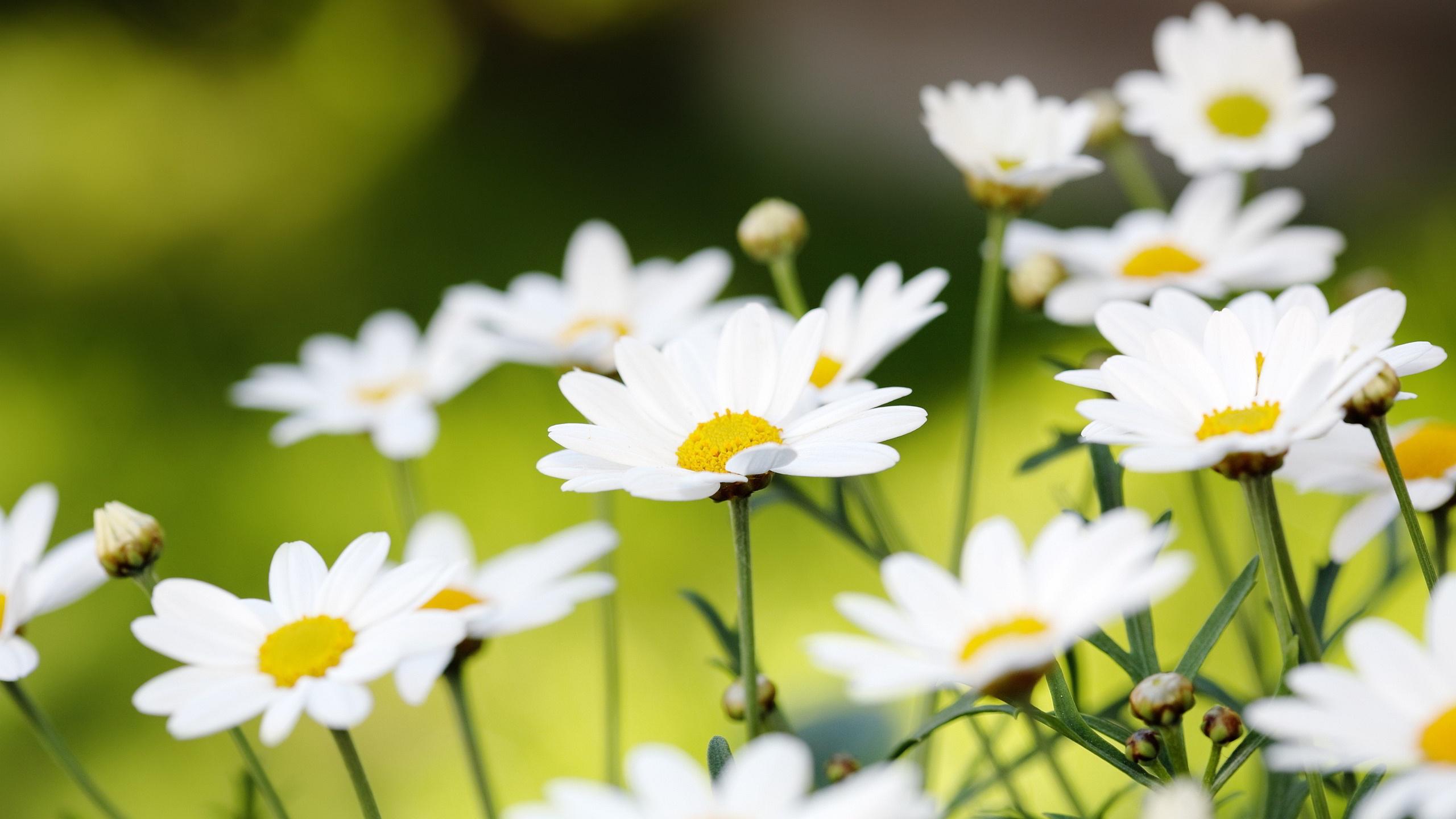 Daisy 4k Wallpapers - Top Free Daisy 4k Backgrounds - WallpaperAccess