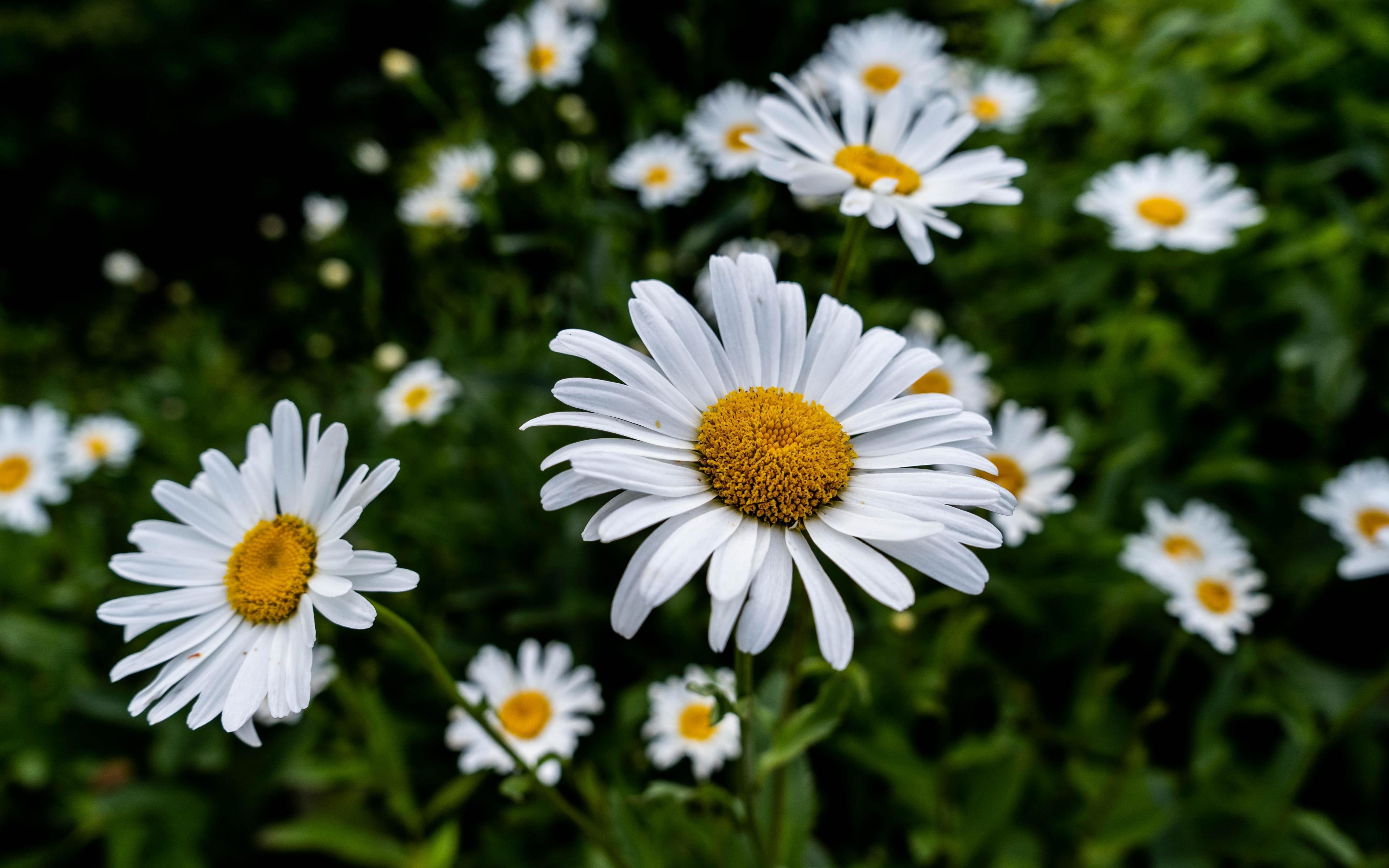 Daisy 4k Wallpapers - Top Free Daisy 4k Backgrounds - WallpaperAccess