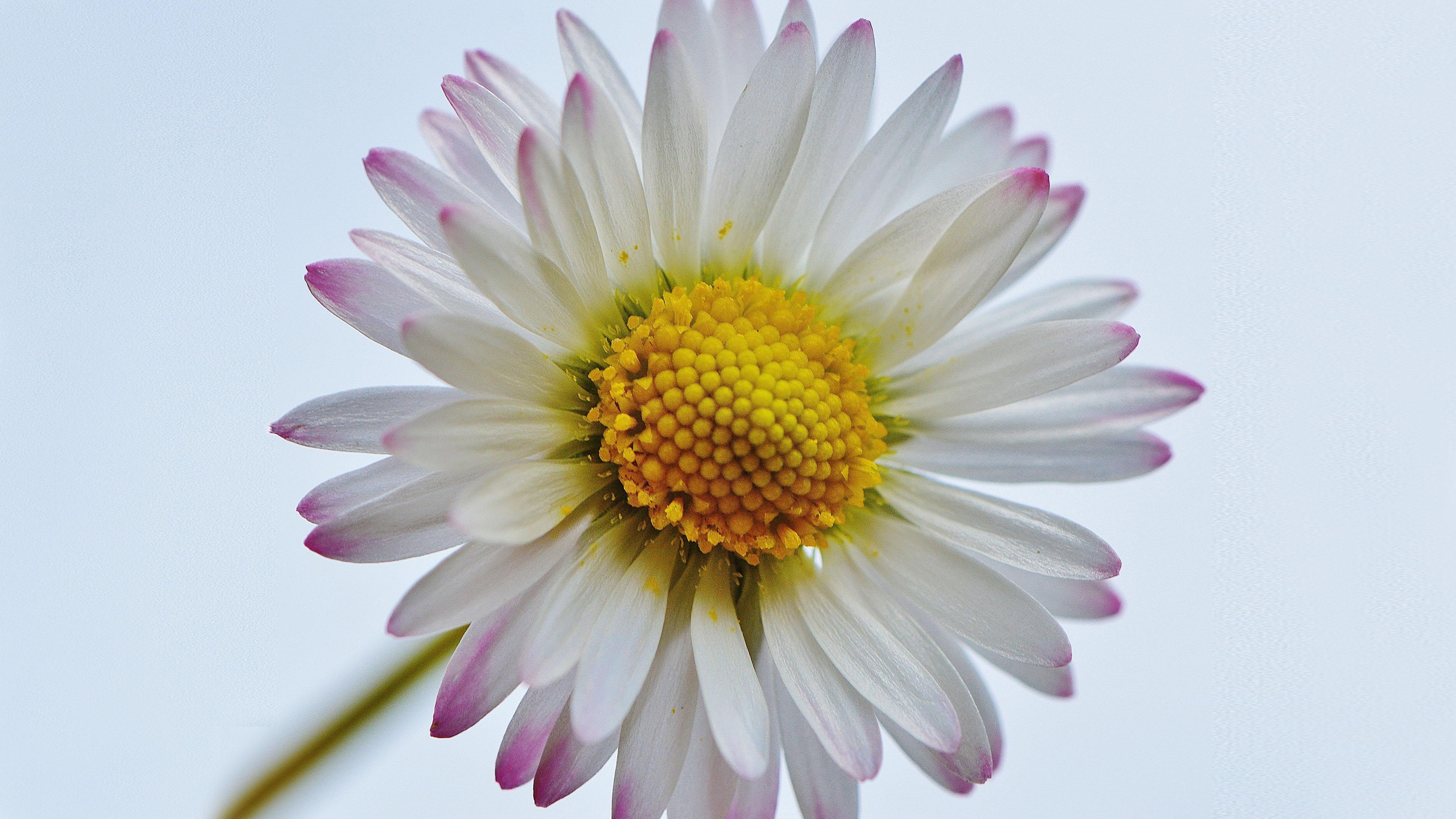 Daisy 4k Wallpapers - Top Free Daisy 4k Backgrounds - WallpaperAccess