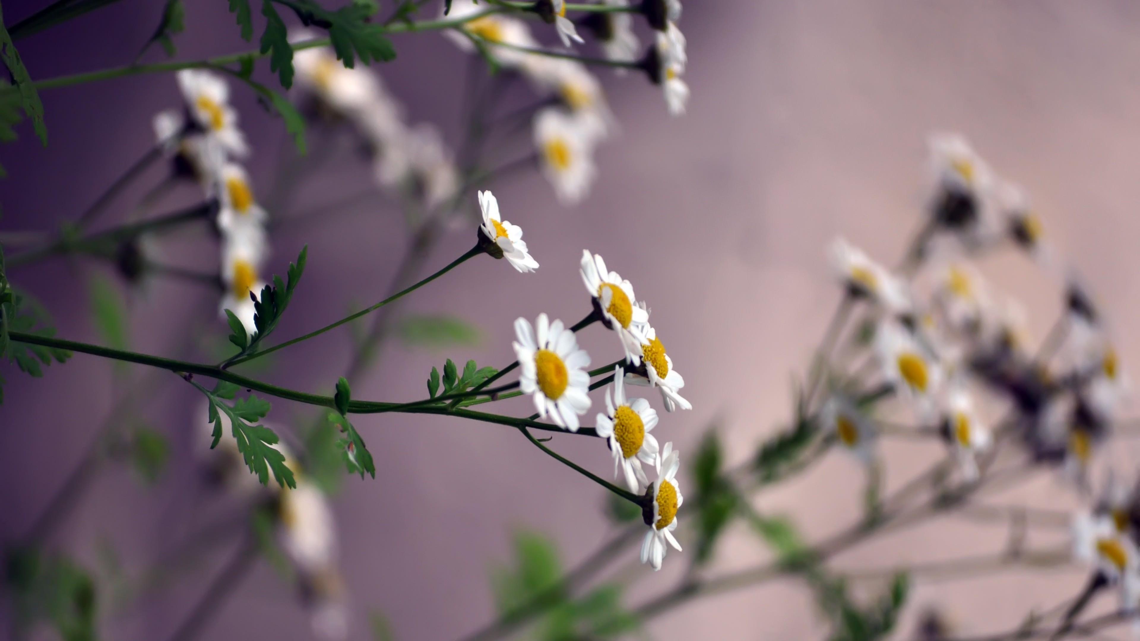 Daisy 4k Wallpapers - Top Free Daisy 4k Backgrounds - WallpaperAccess