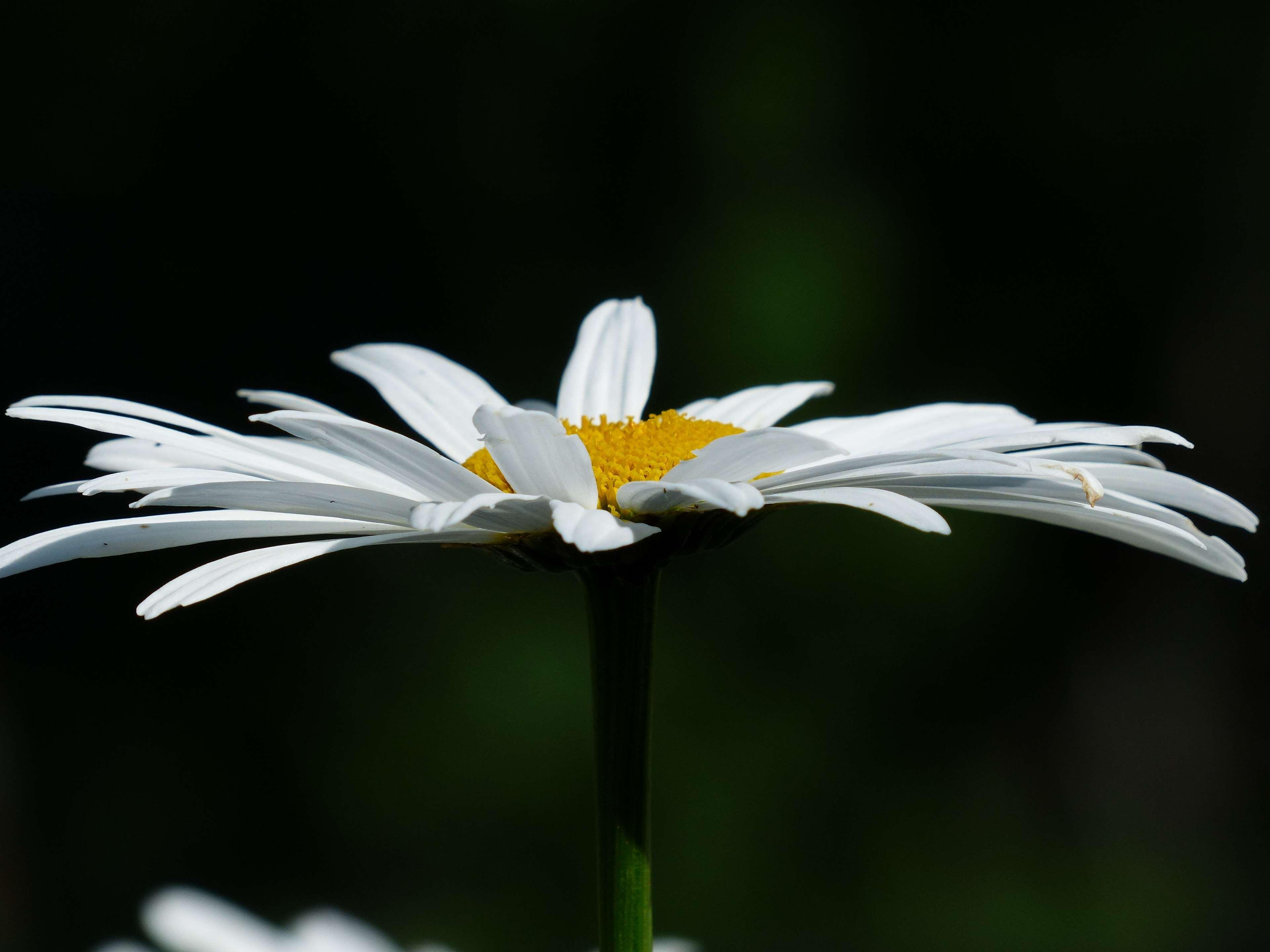 Daisy 4k Wallpapers - Top Free Daisy 4k Backgrounds - WallpaperAccess