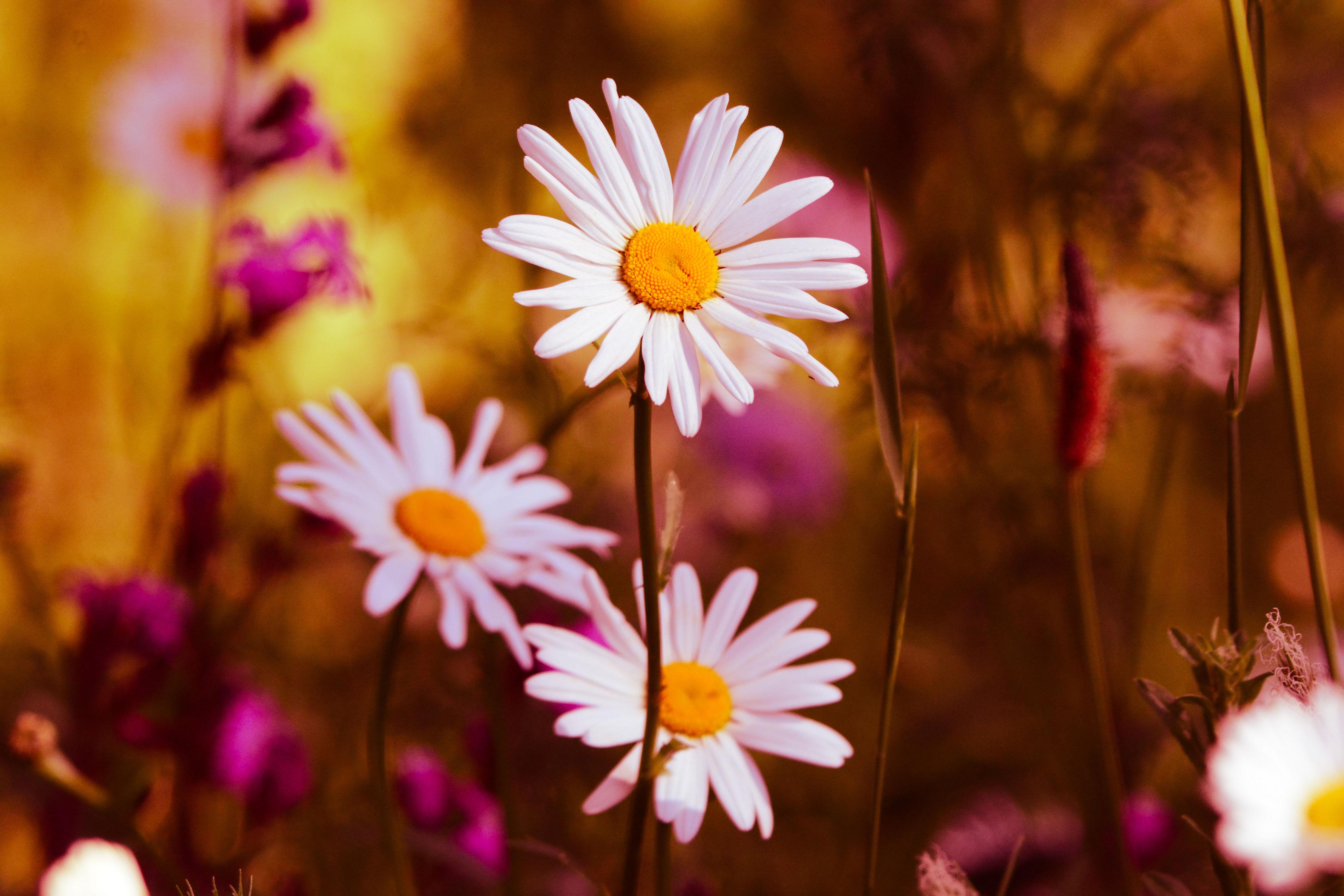 Daisy 4k Wallpapers - Top Free Daisy 4k Backgrounds - WallpaperAccess