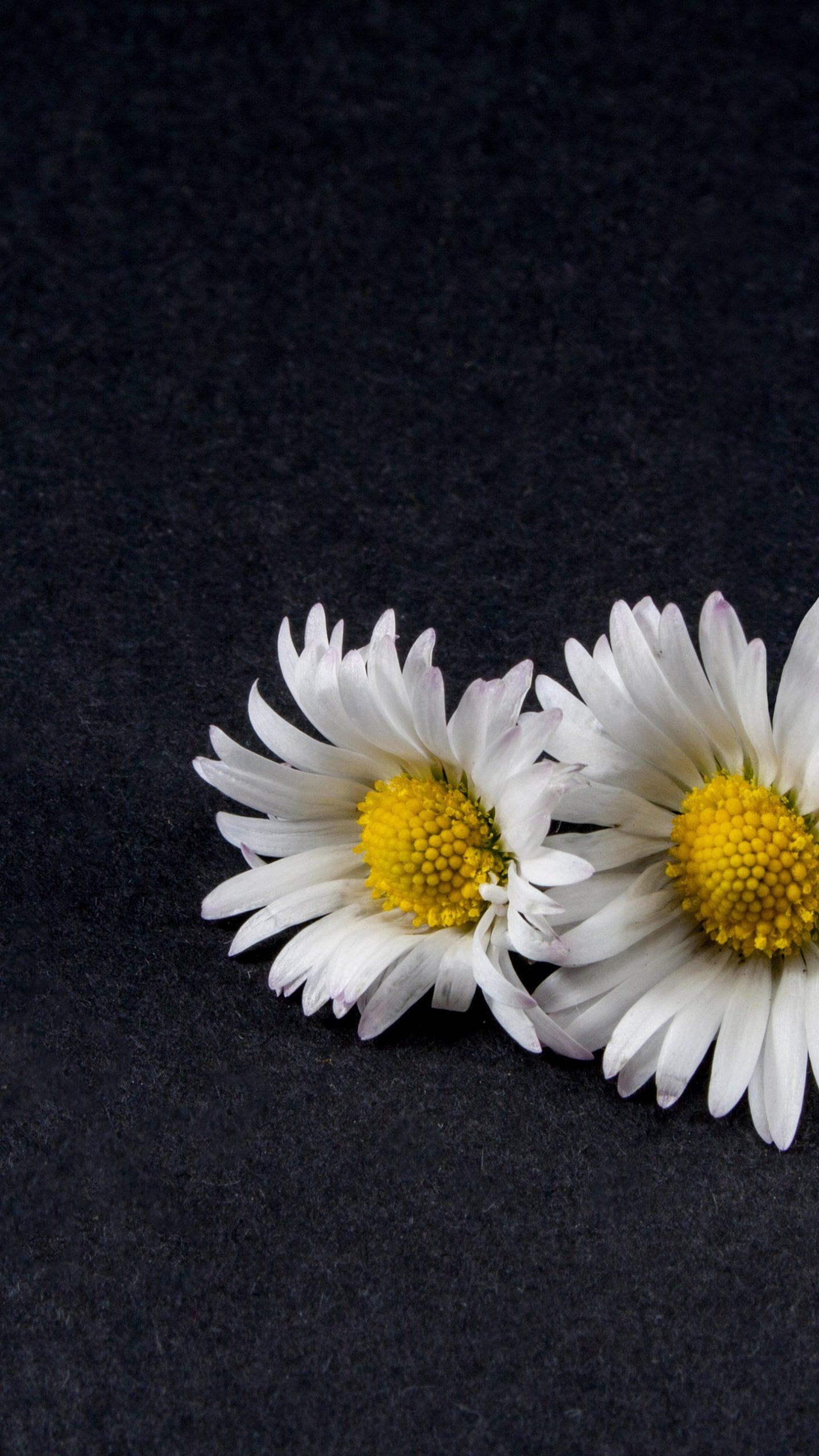 Daisy 4k Wallpapers - Top Free Daisy 4k Backgrounds - WallpaperAccess