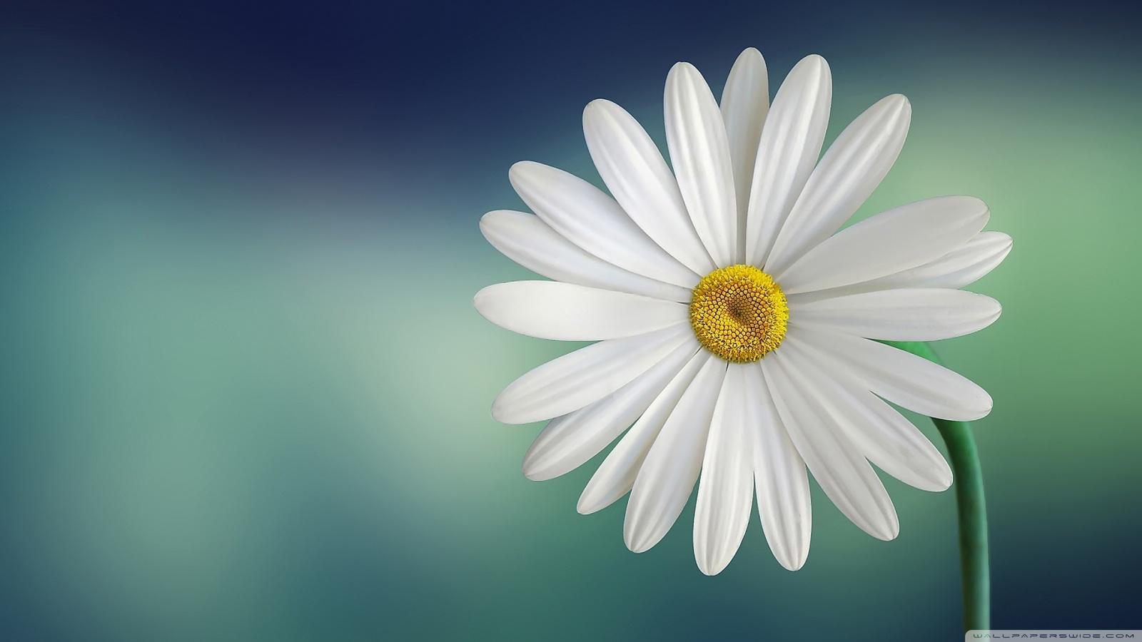 Daisy 4k Wallpapers - Top Free Daisy 4k Backgrounds - WallpaperAccess