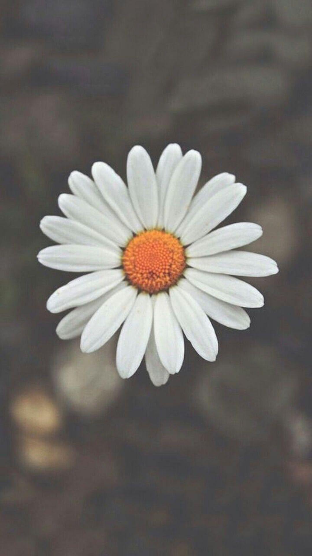 Daisy 4k Wallpapers - Top Free Daisy 4k Backgrounds - WallpaperAccess