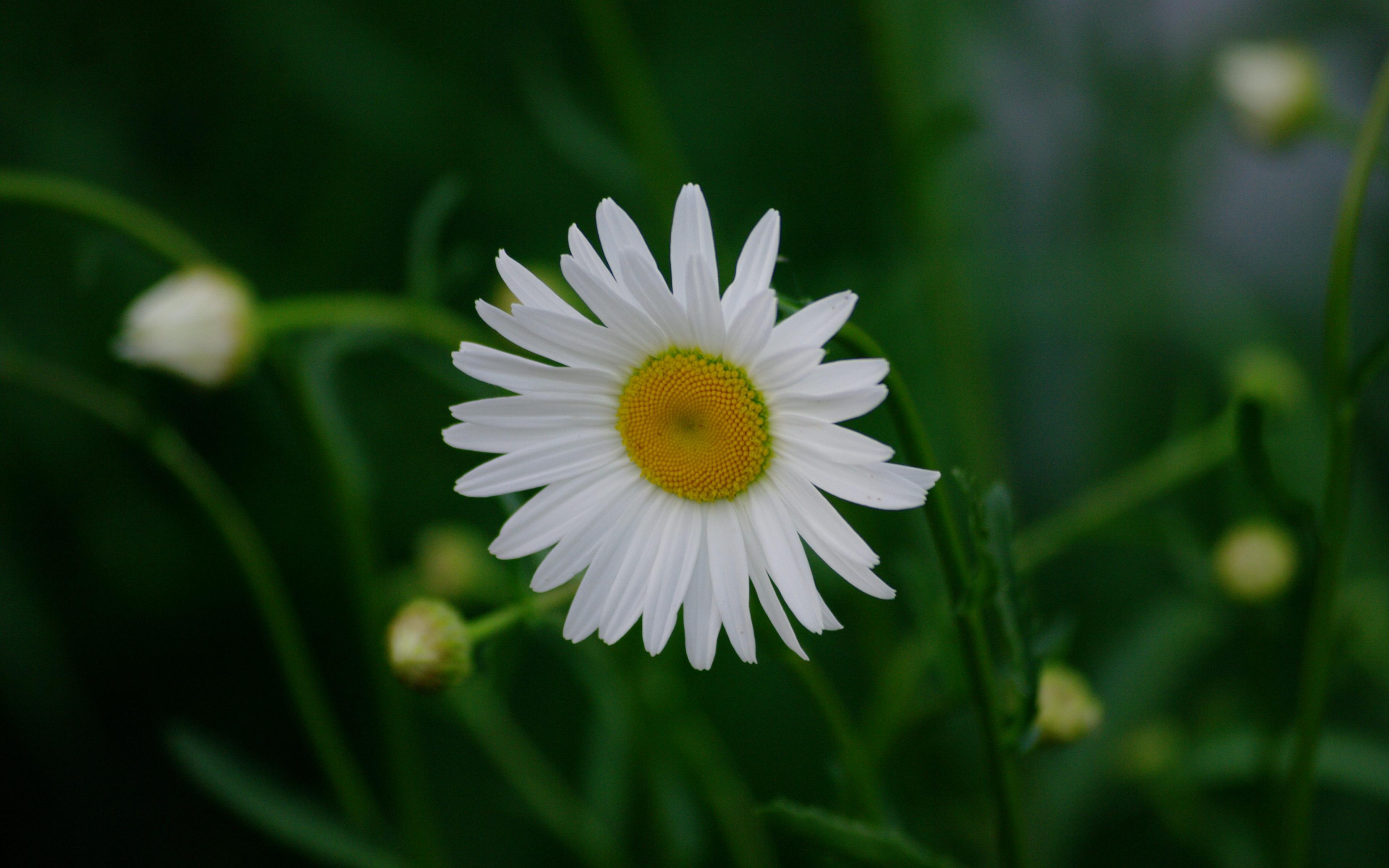 Daisy 4k Wallpapers - Top Free Daisy 4k Backgrounds - WallpaperAccess