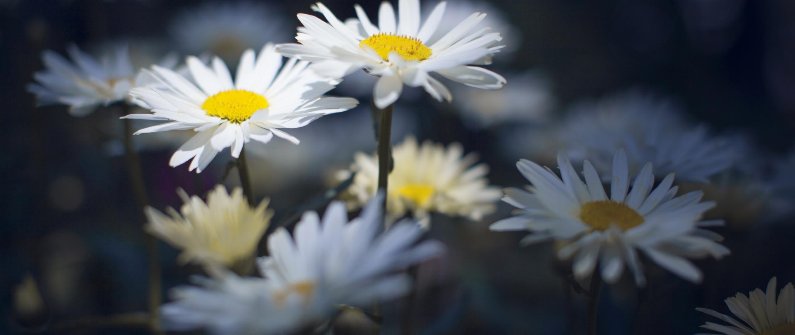 Daisy 4k Wallpapers - Top Free Daisy 4k Backgrounds - WallpaperAccess