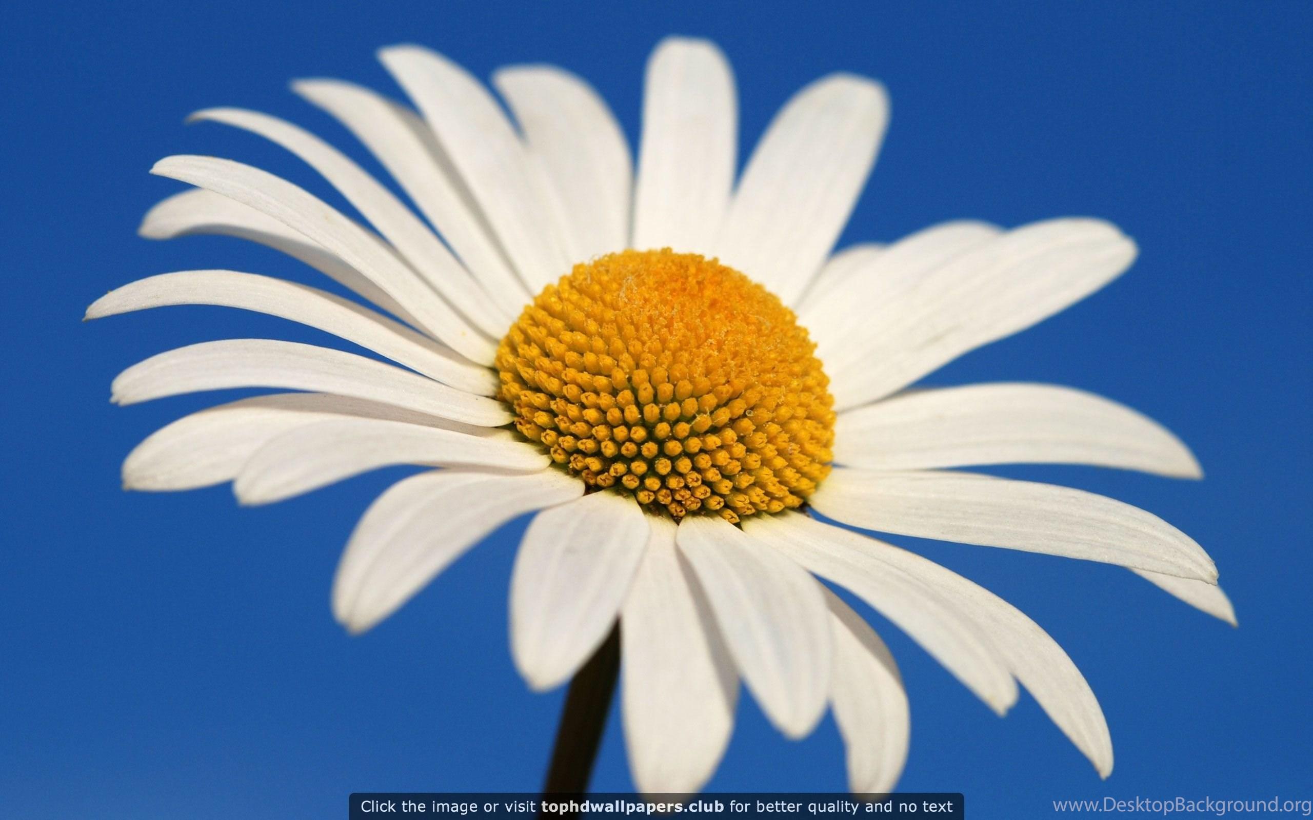 Daisy 4k Wallpapers - Top Free Daisy 4k Backgrounds - WallpaperAccess