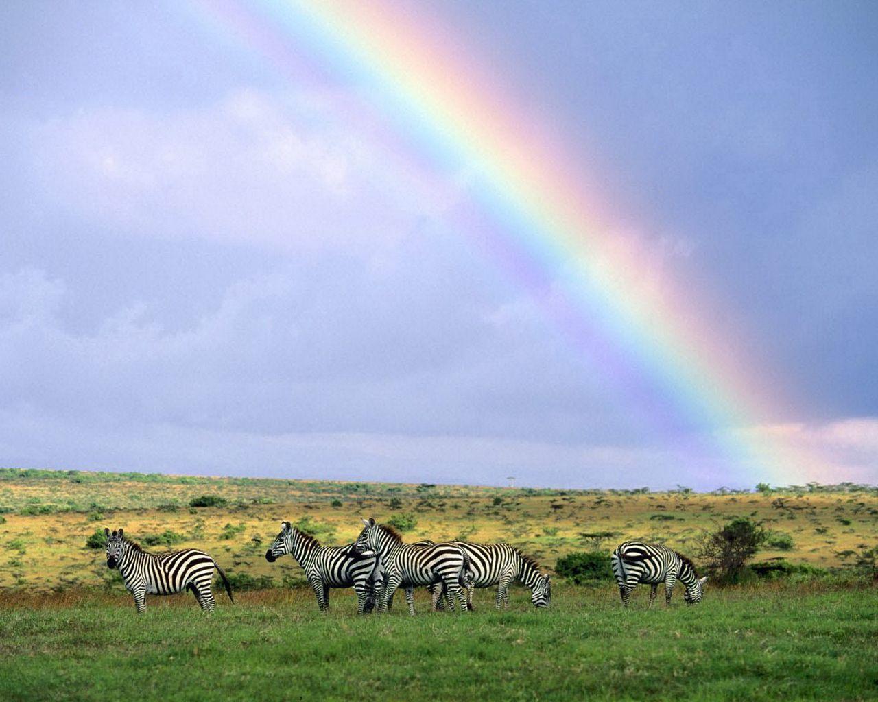 Rainbow Rain Wallpapers - Top Free Rainbow Rain Backgrounds ...