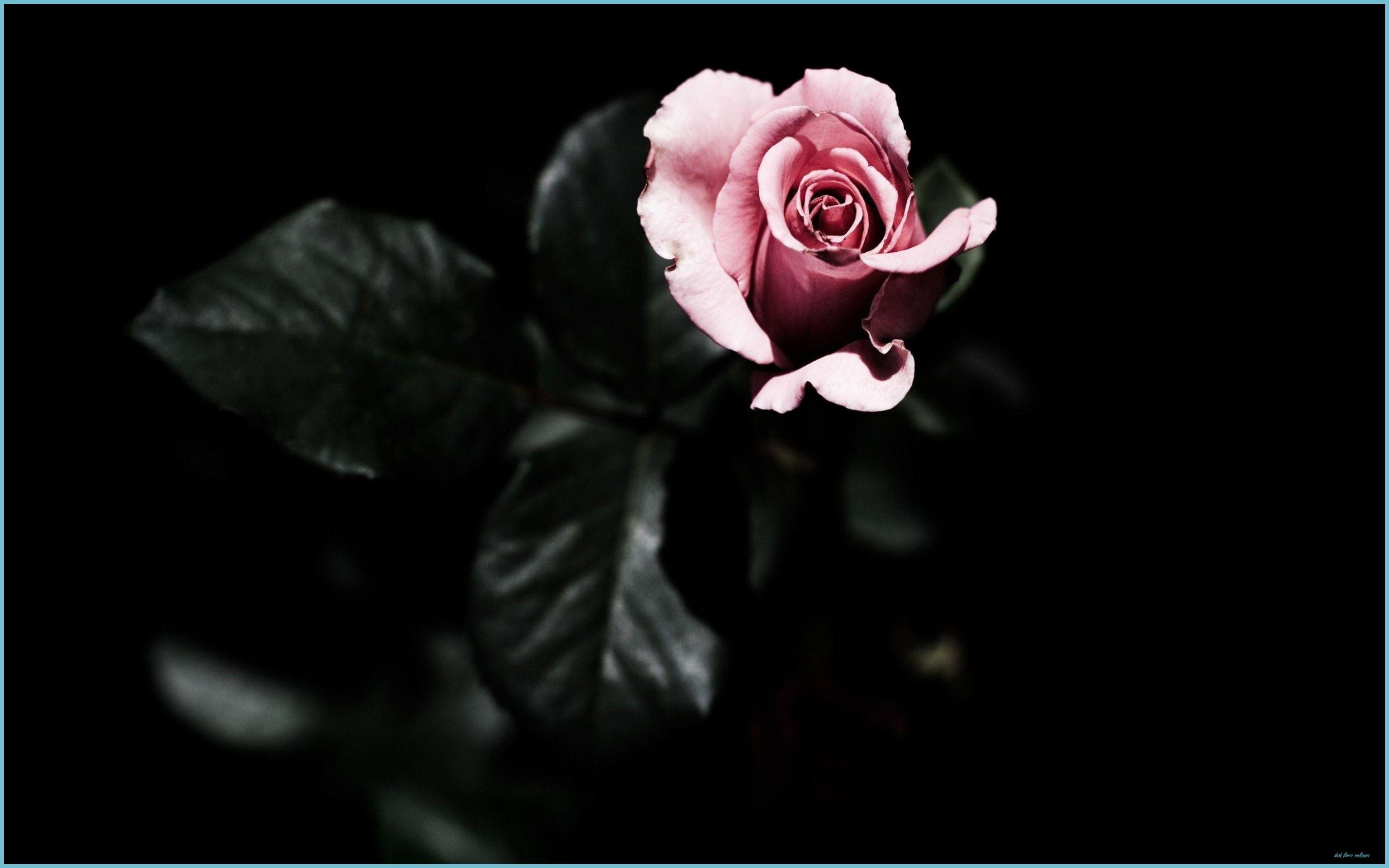 Dark Floral Desktop Wallpapers - Top Free Dark Floral Desktop ...