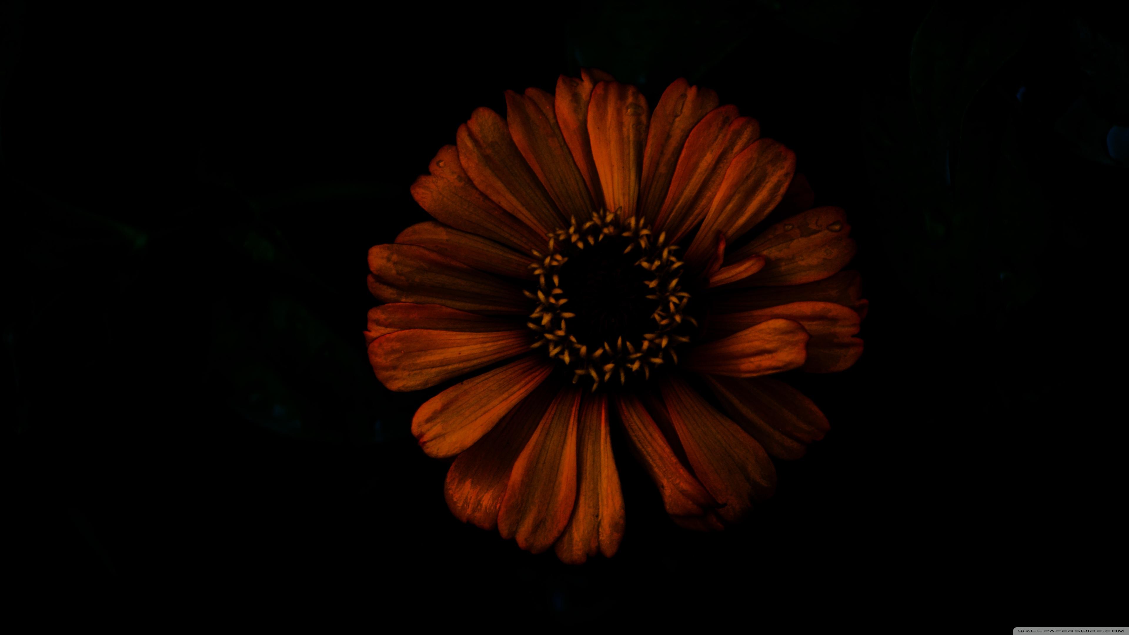 Dark Floral Desktop Wallpapers - Top Free Dark Floral Desktop ...