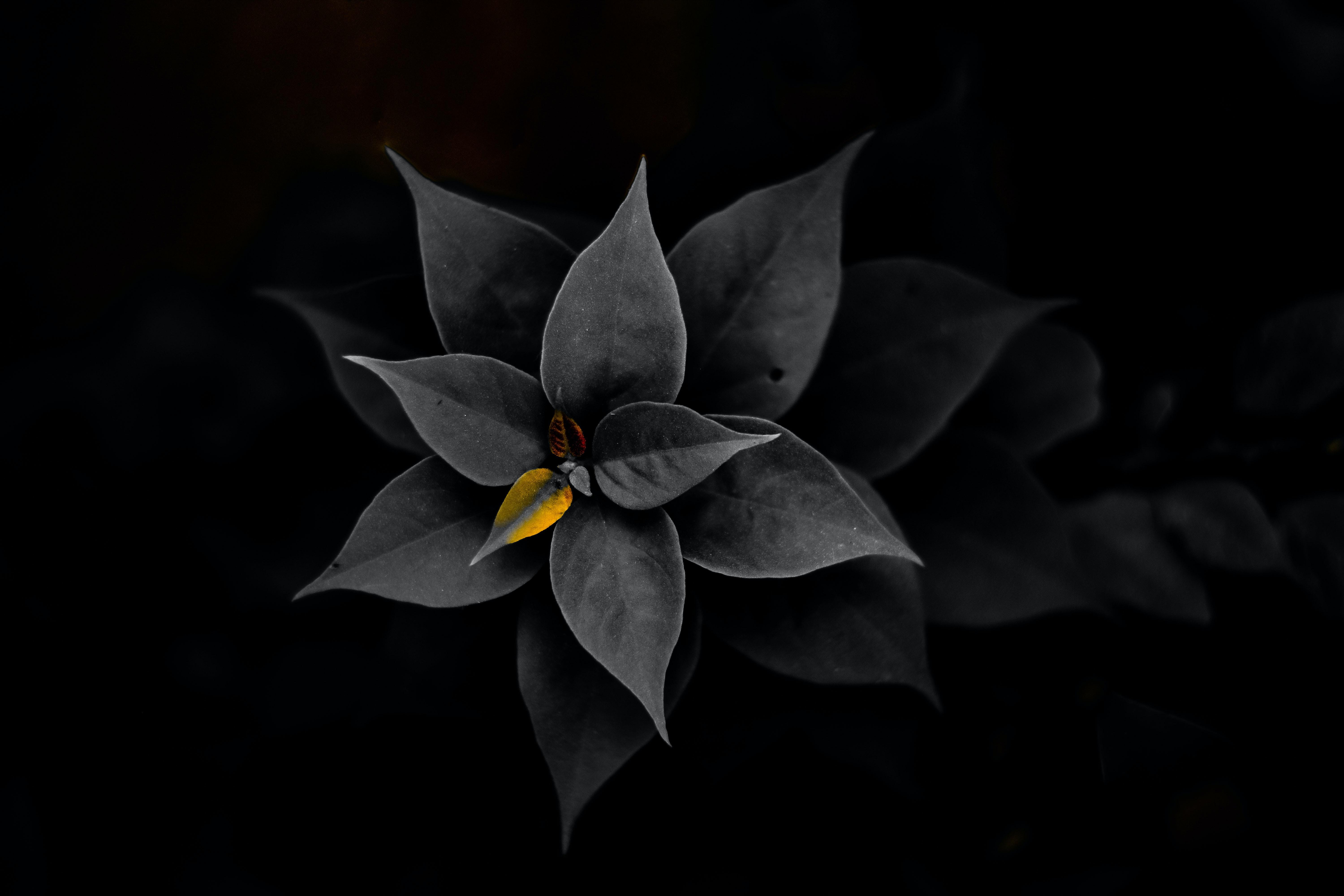 Dark Floral Desktop Wallpapers - Top Free Dark Floral Desktop ...