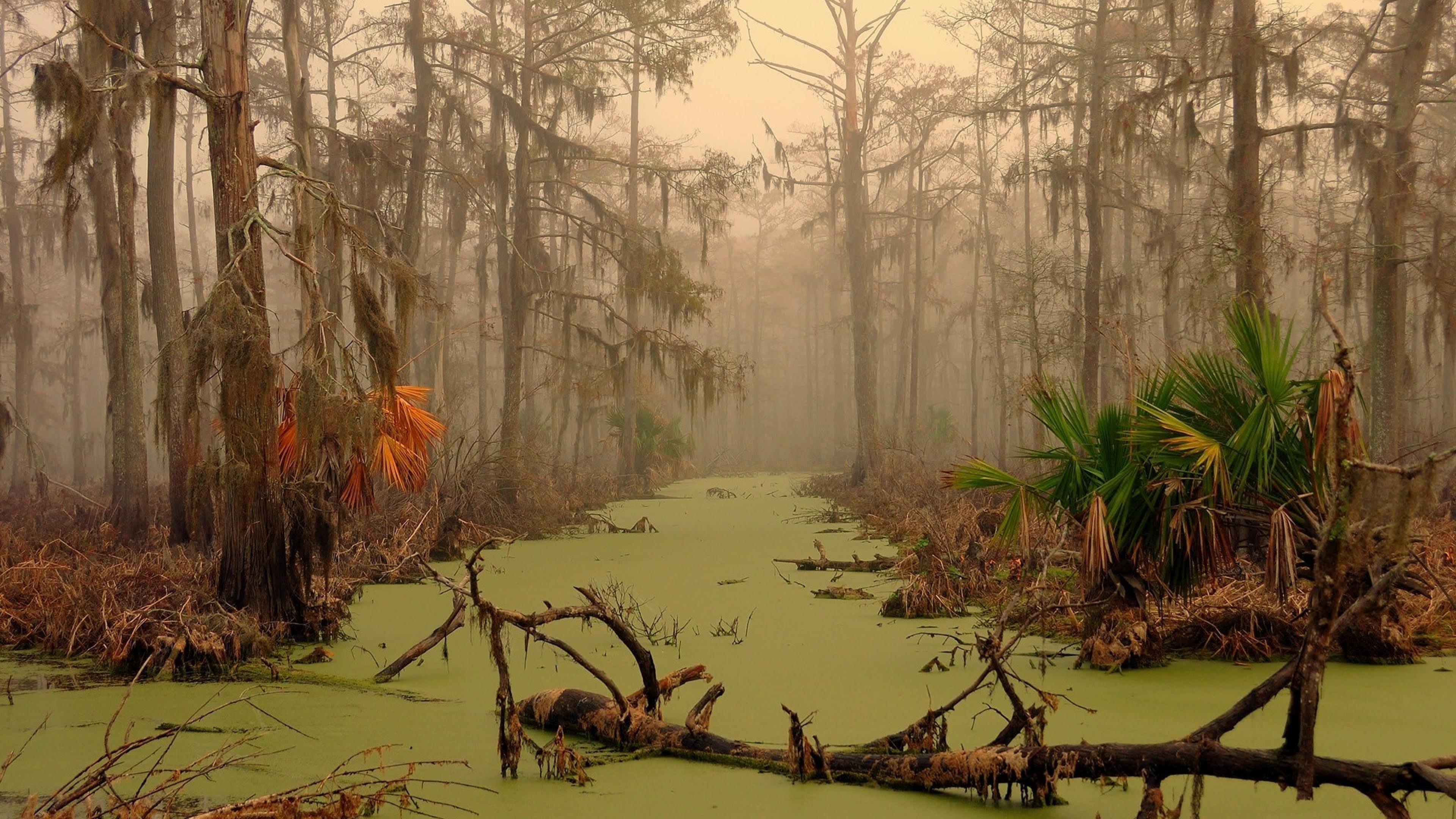 Louisiana Swamp Wallpapers - Top Free Louisiana Swamp Backgrounds ...