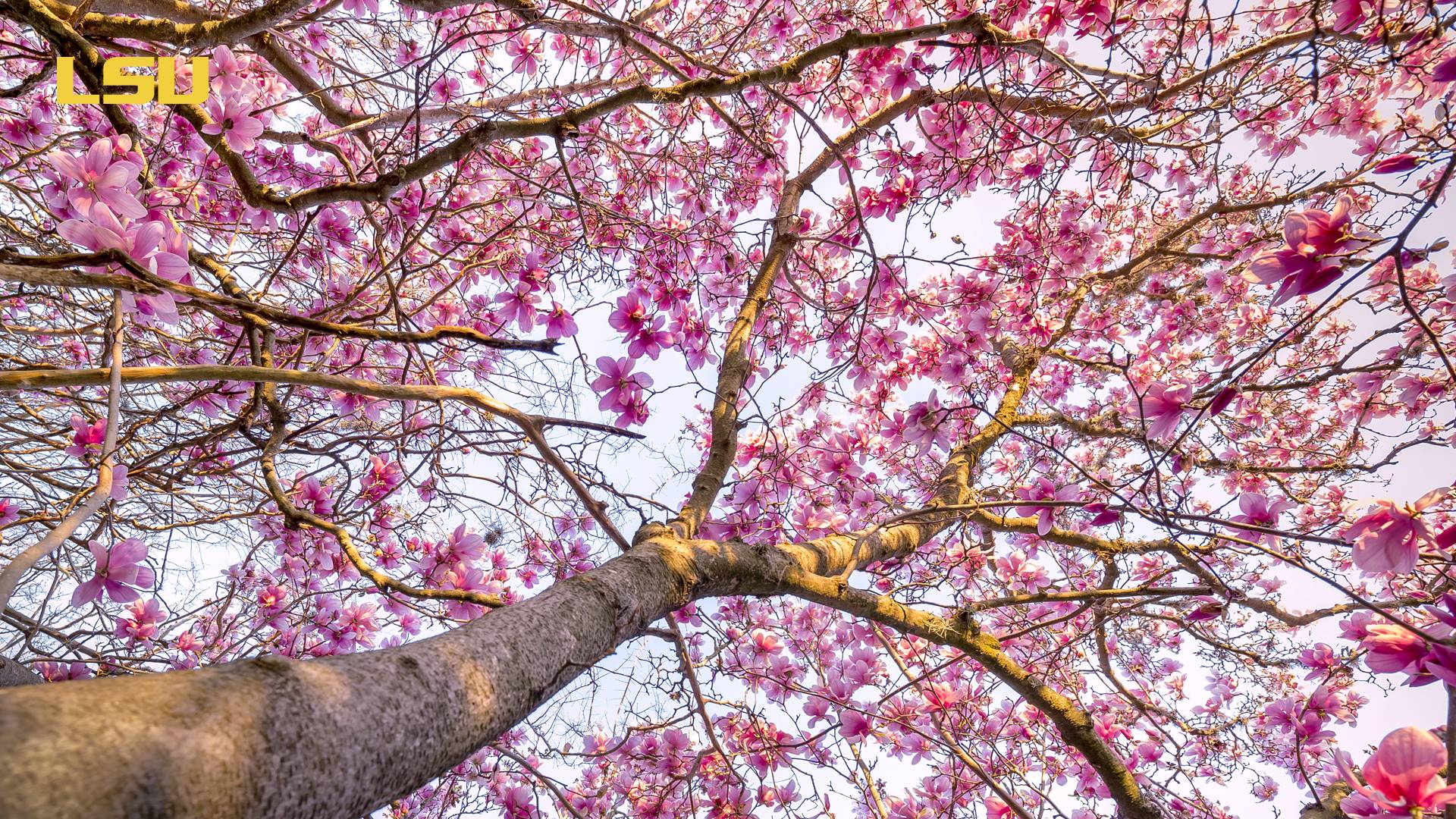 Spring Louisiana Wallpapers - Top Free Spring Louisiana Backgrounds ...