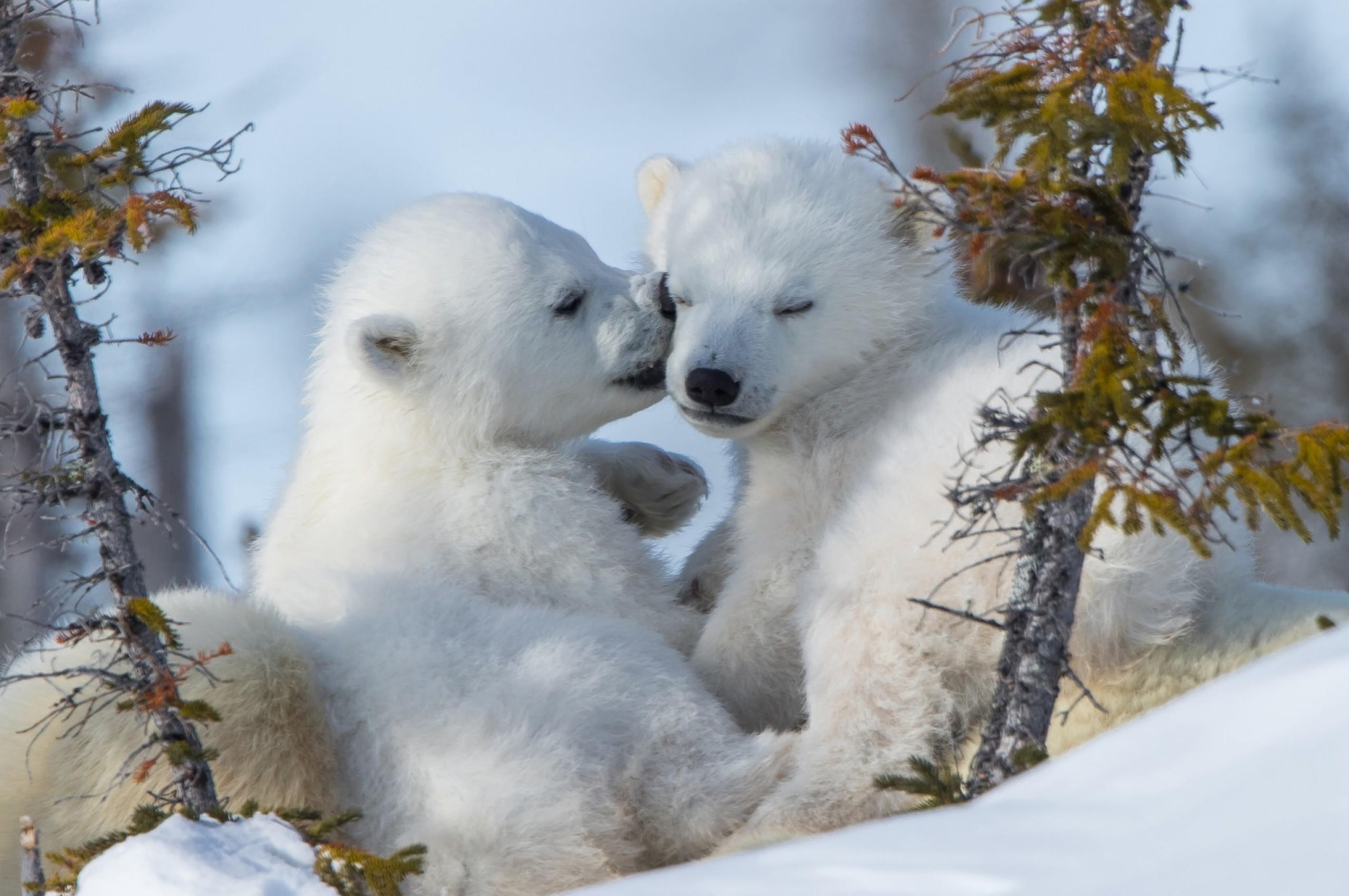 Cute Snow Wallpapers - Top Free Cute Snow Backgrounds - WallpaperAccess