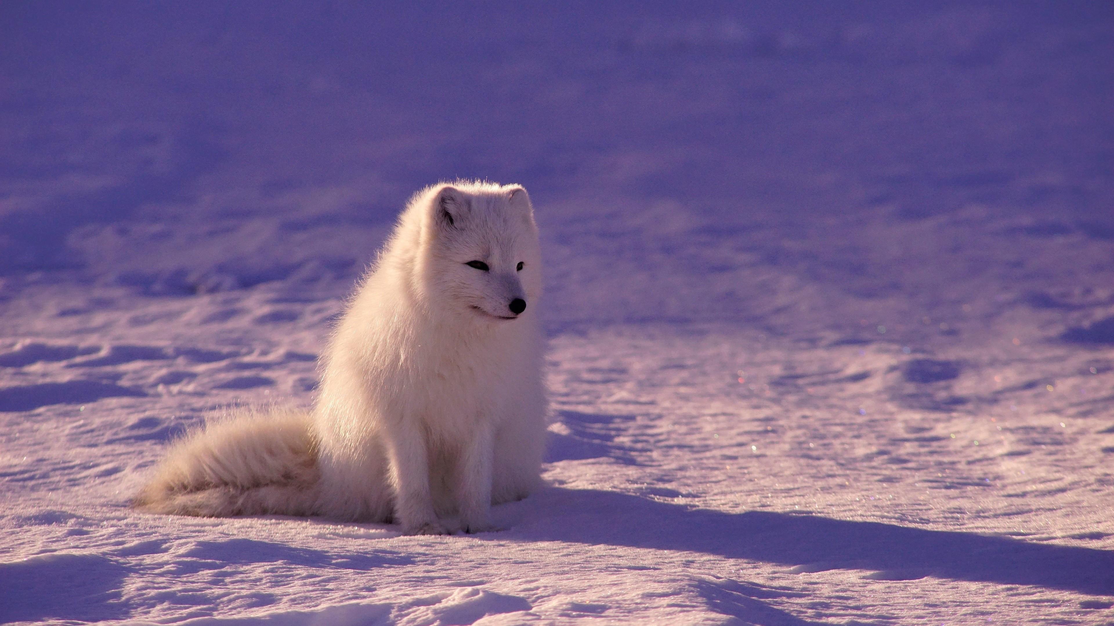 Cute White Fox Wallpapers - Top Free Cute White Fox Backgrounds ...