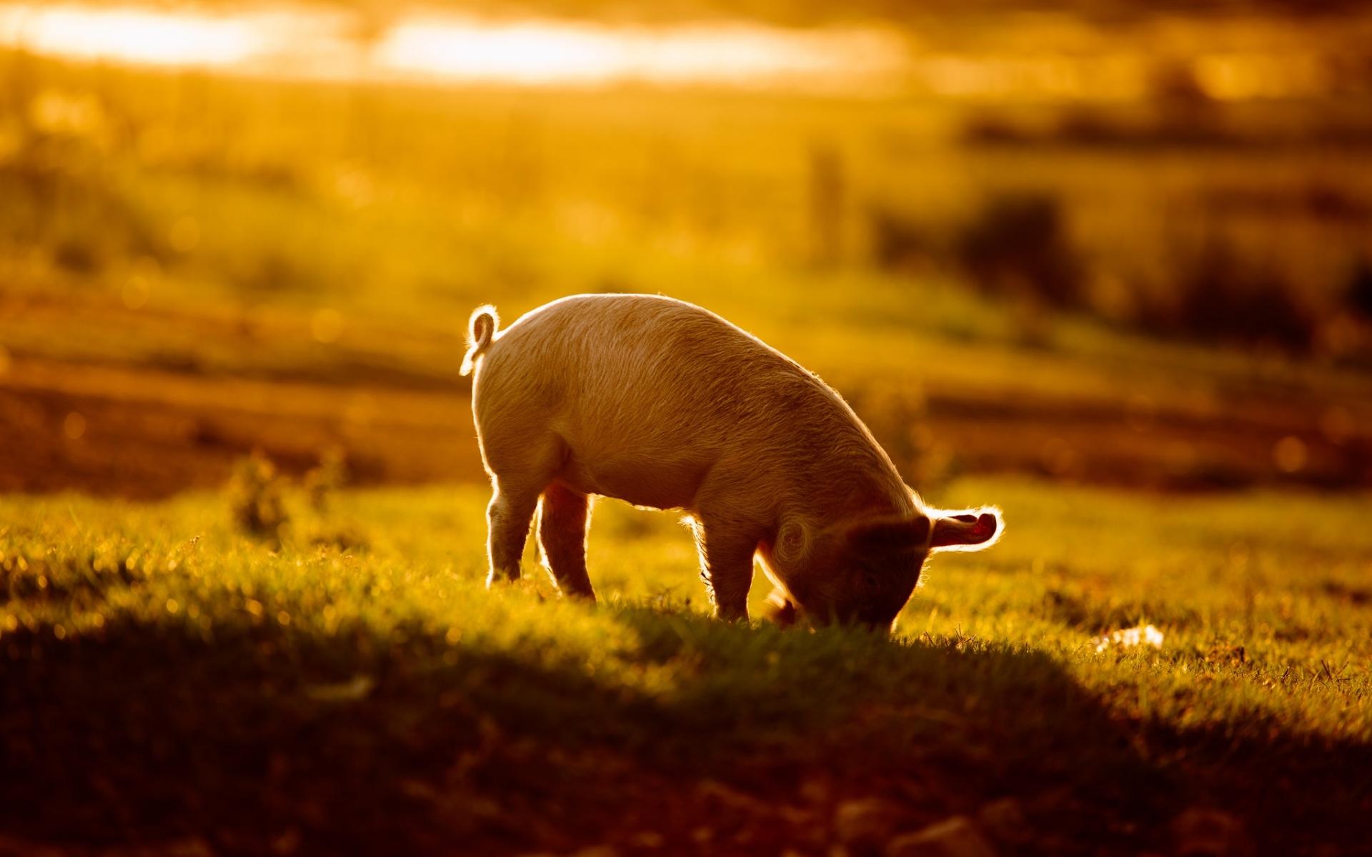 Pig Farm Wallpapers - Top Free Pig Farm Backgrounds - WallpaperAccess