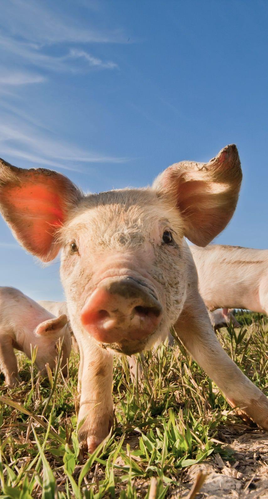 Pig Farm Wallpapers - Top Free Pig Farm Backgrounds - WallpaperAccess