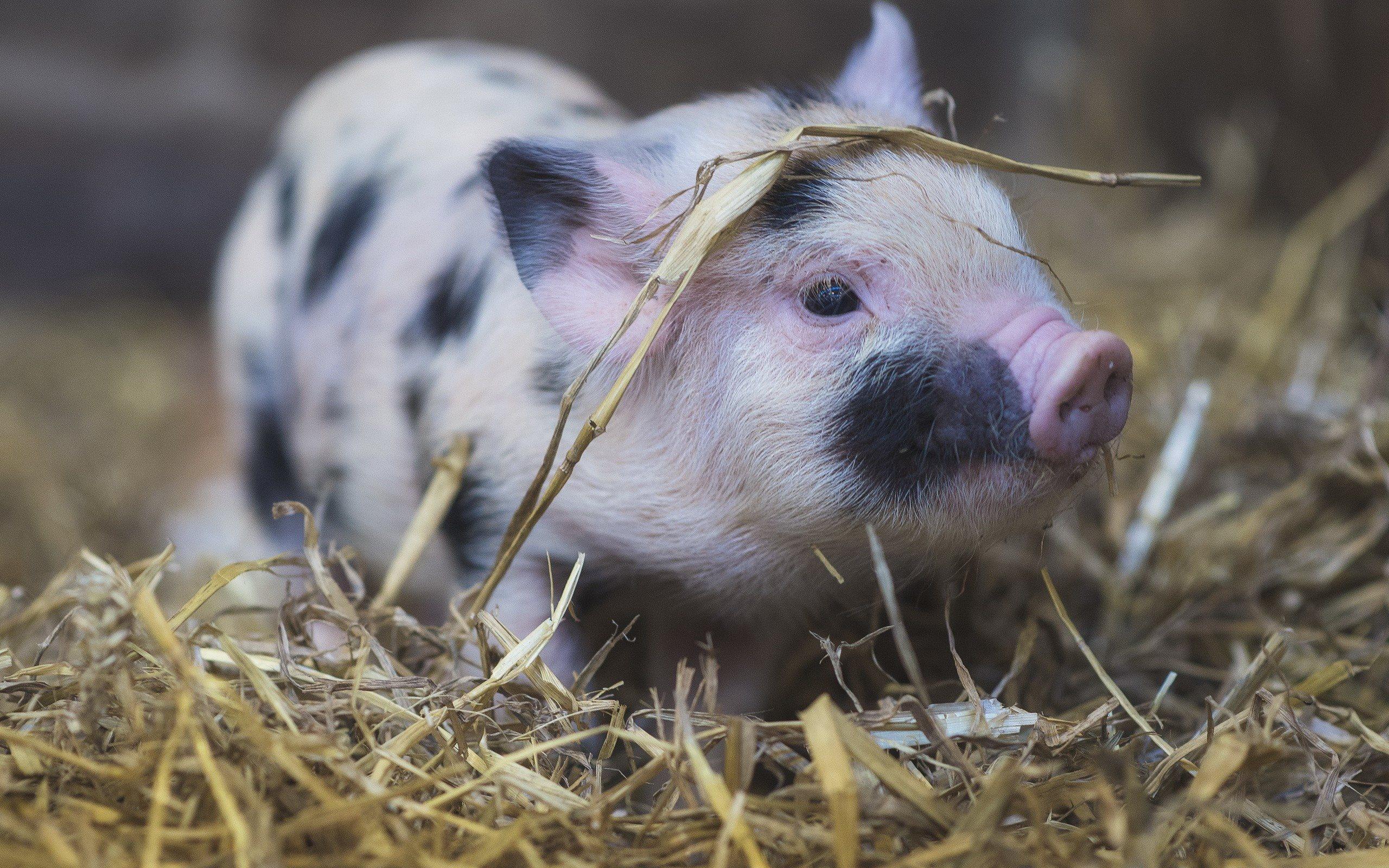 Pig Farm Wallpapers - Top Free Pig Farm Backgrounds - WallpaperAccess