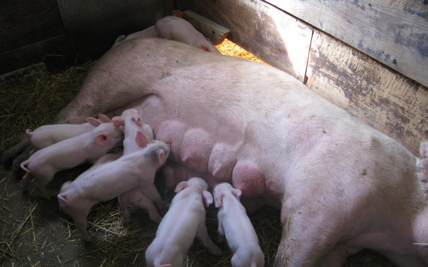 Pig Farm Wallpapers - Top Free Pig Farm Backgrounds - WallpaperAccess