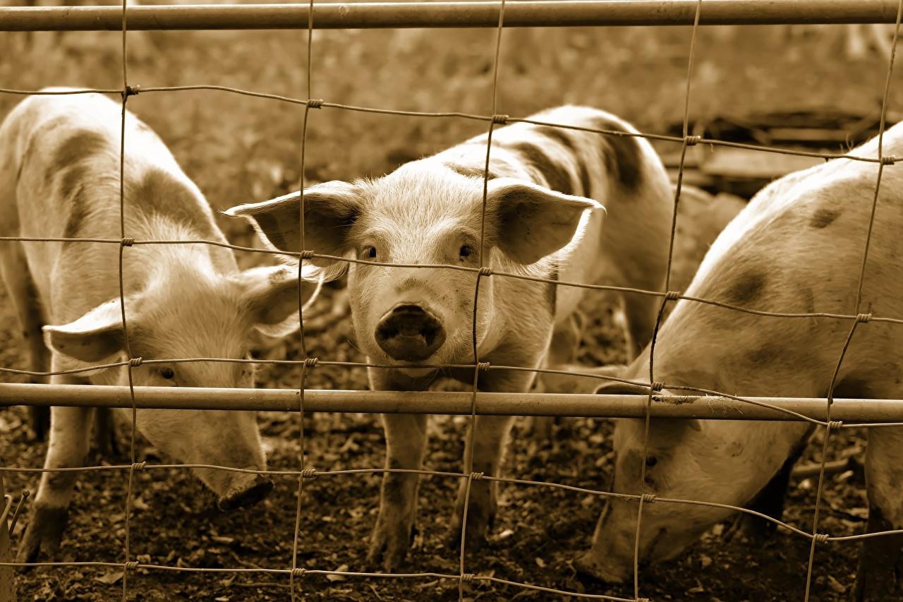 Pig Farm Wallpapers - Top Free Pig Farm Backgrounds - WallpaperAccess