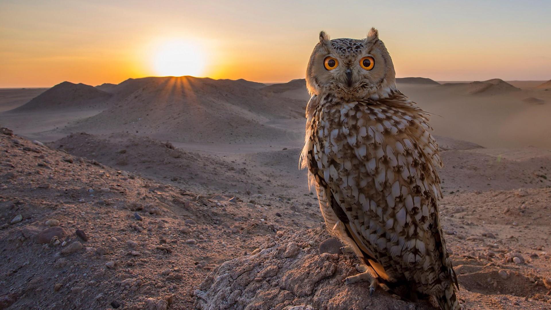 Desert Animals Wallpapers - Top Free Desert Animals Backgrounds ...