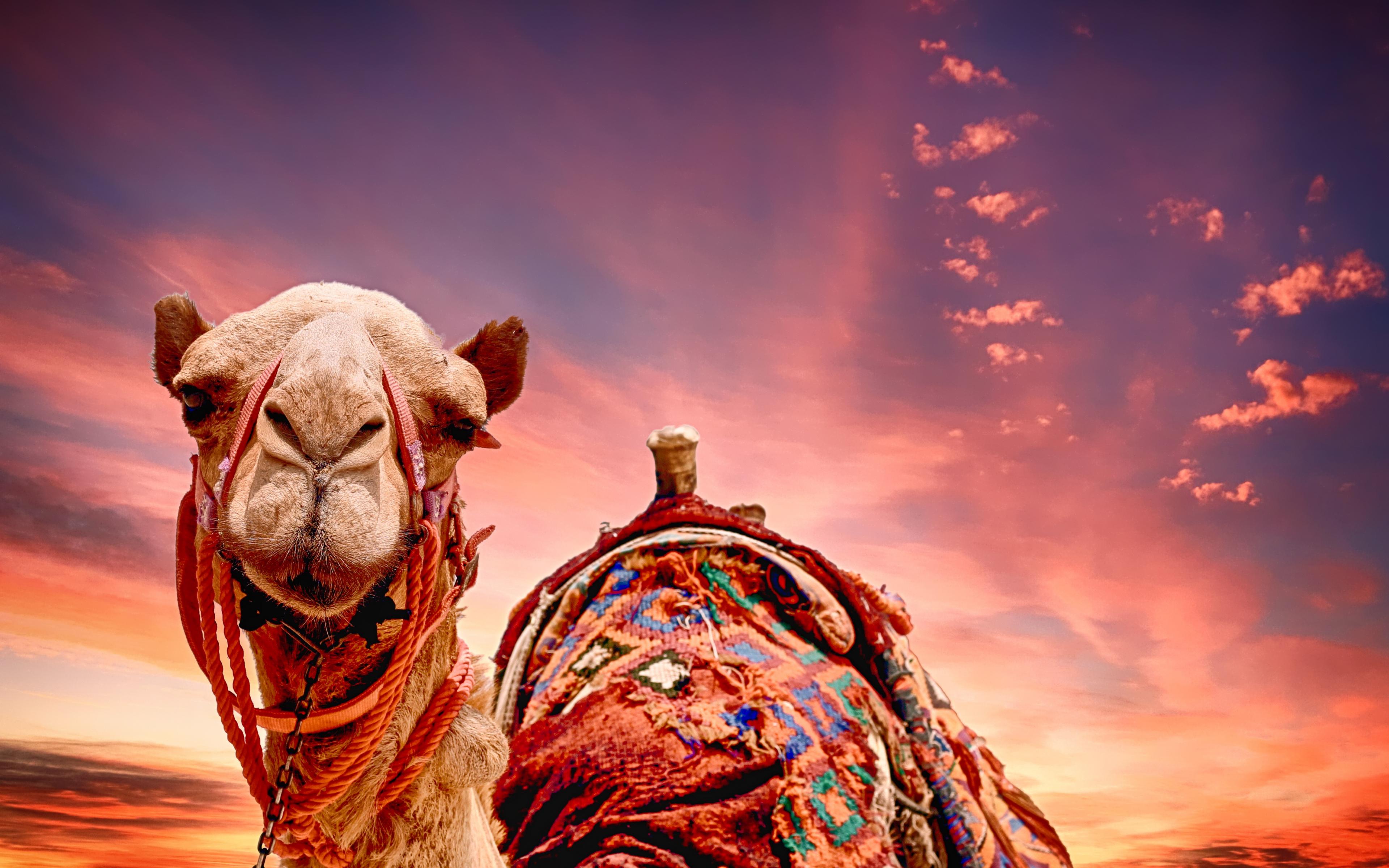 Desert Animals Wallpapers - Top Free Desert Animals Backgrounds ...