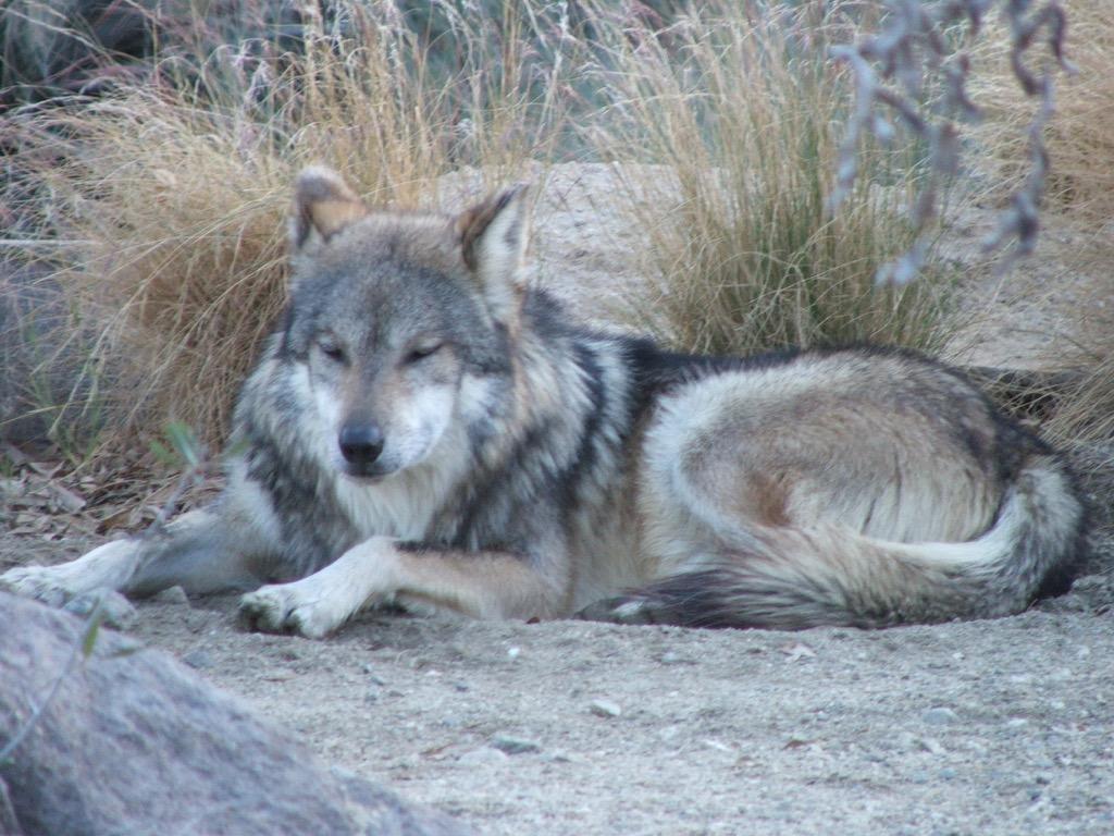 Desert Animals Wallpapers - Top Free Desert Animals Backgrounds ...