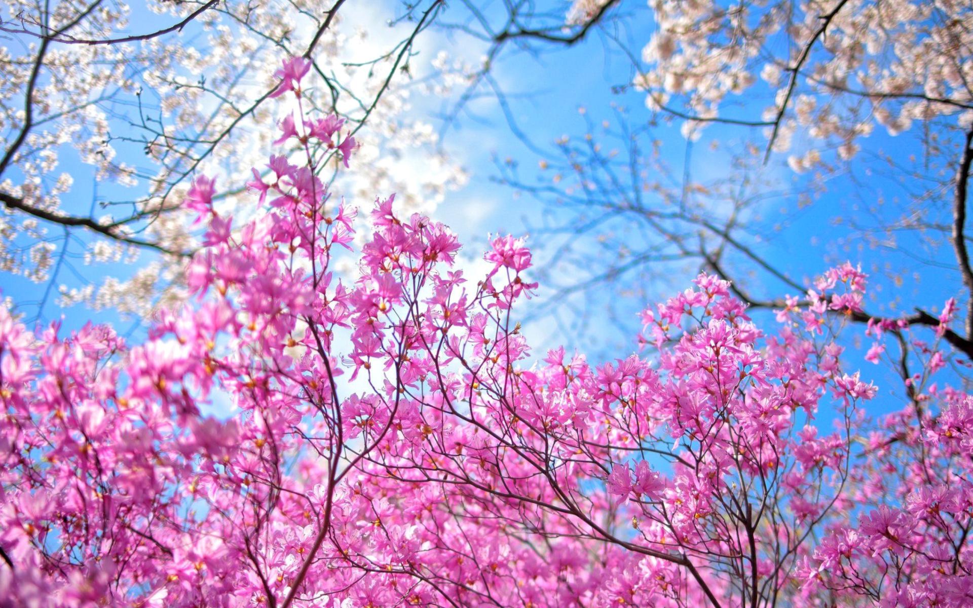 Sakura Nature Wallpapers - Top Free Sakura Nature Backgrounds ...