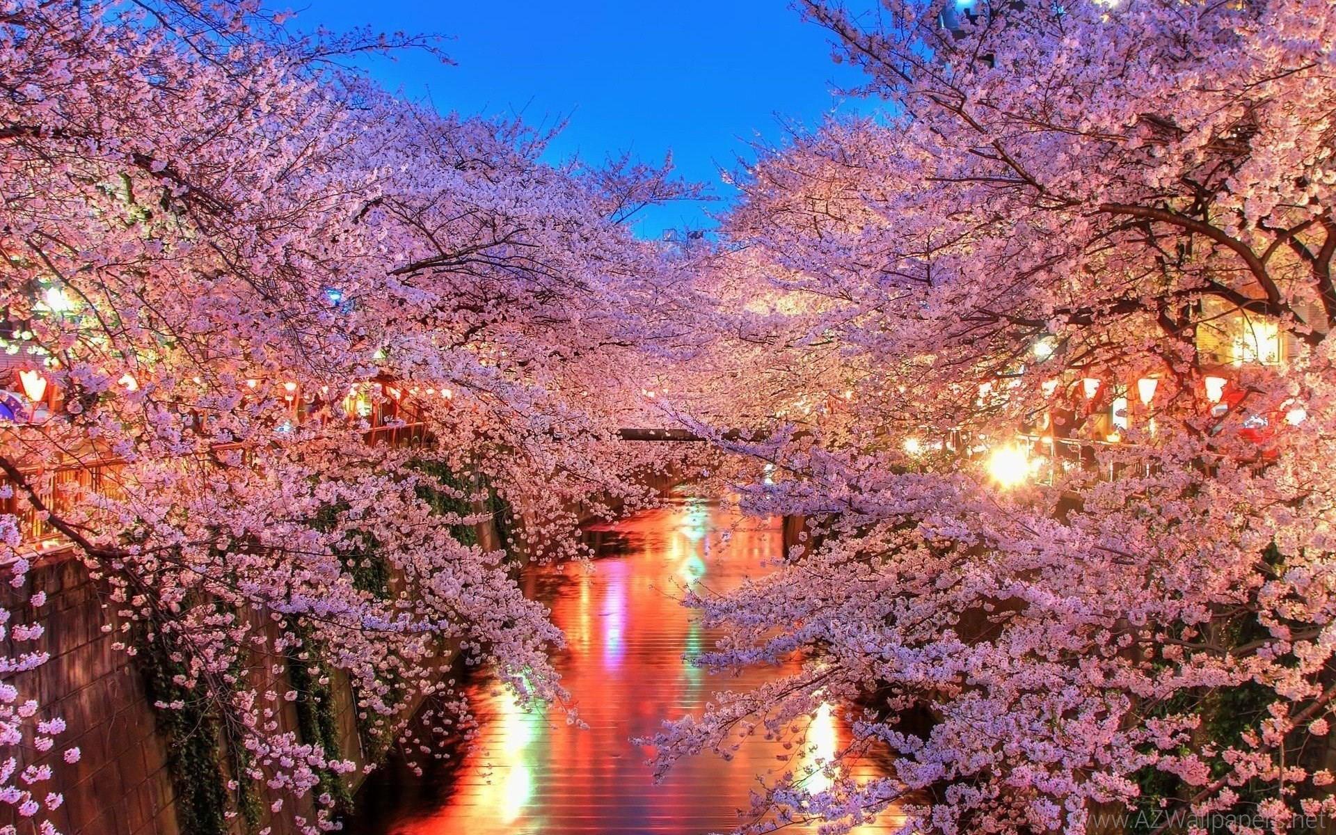 Sakura Nature Wallpapers - Top Free Sakura Nature Backgrounds ...