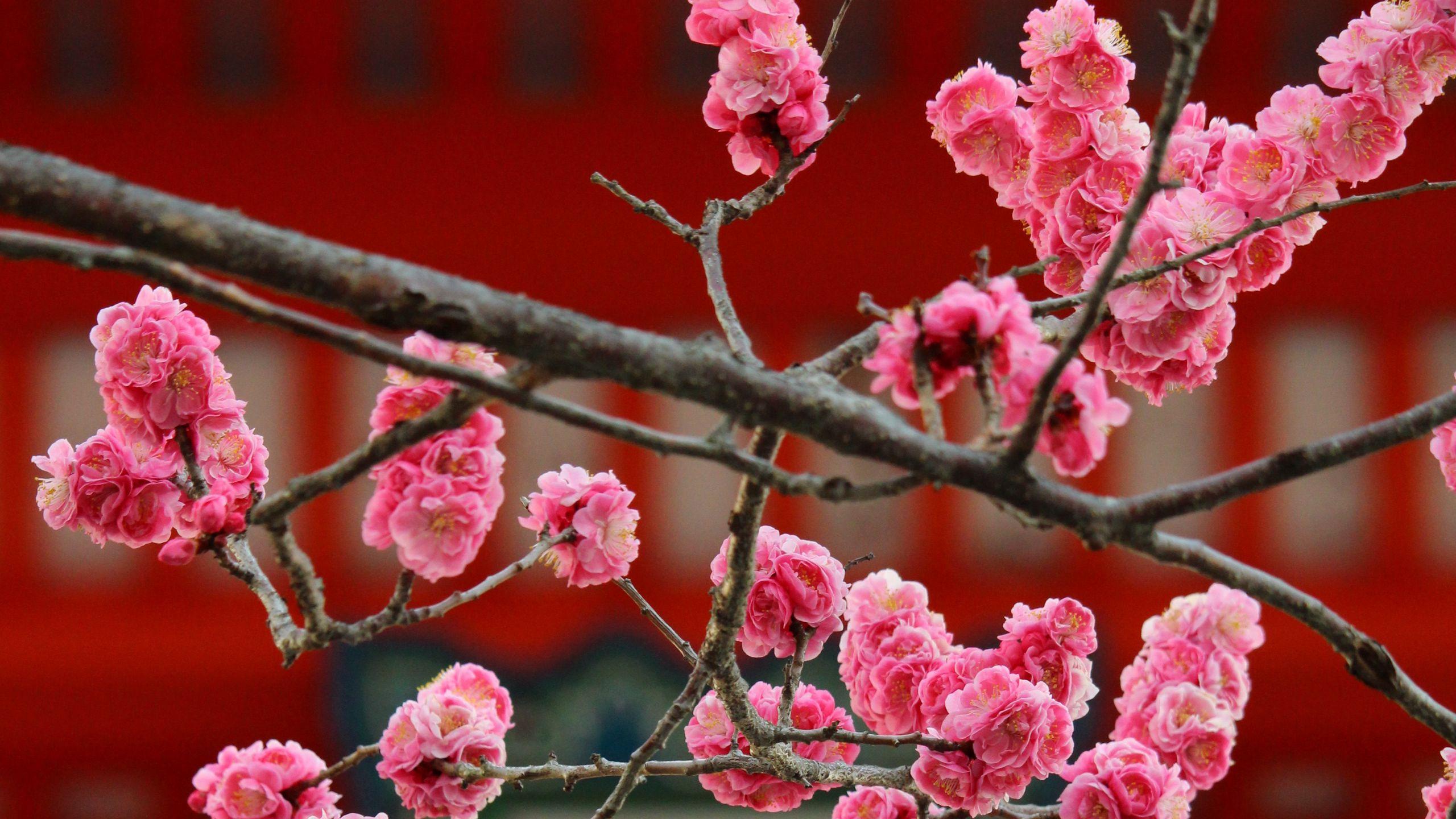 Sakura Nature Wallpapers - Top Free Sakura Nature Backgrounds ...