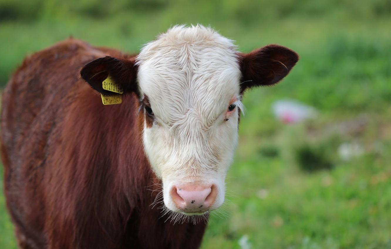 Calf Wallpapers - Top Free Calf Backgrounds - WallpaperAccess