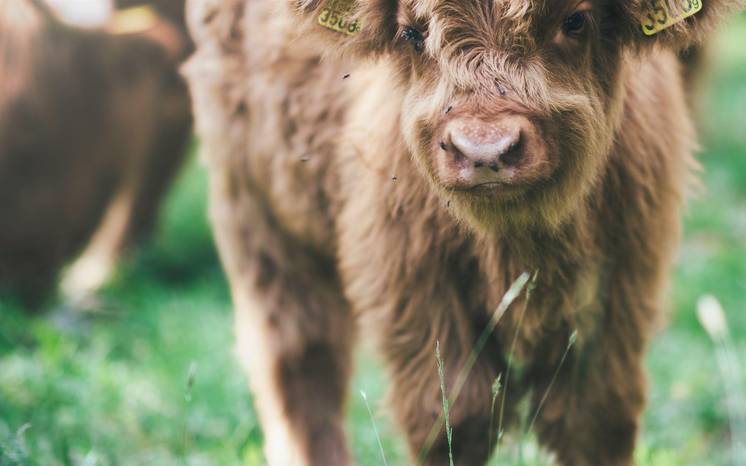 Calf Wallpapers - Top Free Calf Backgrounds - WallpaperAccess