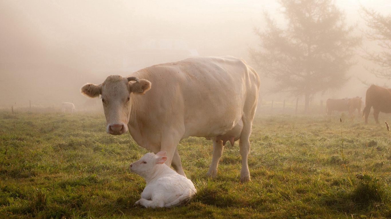 Calf Wallpapers - Top Free Calf Backgrounds - WallpaperAccess