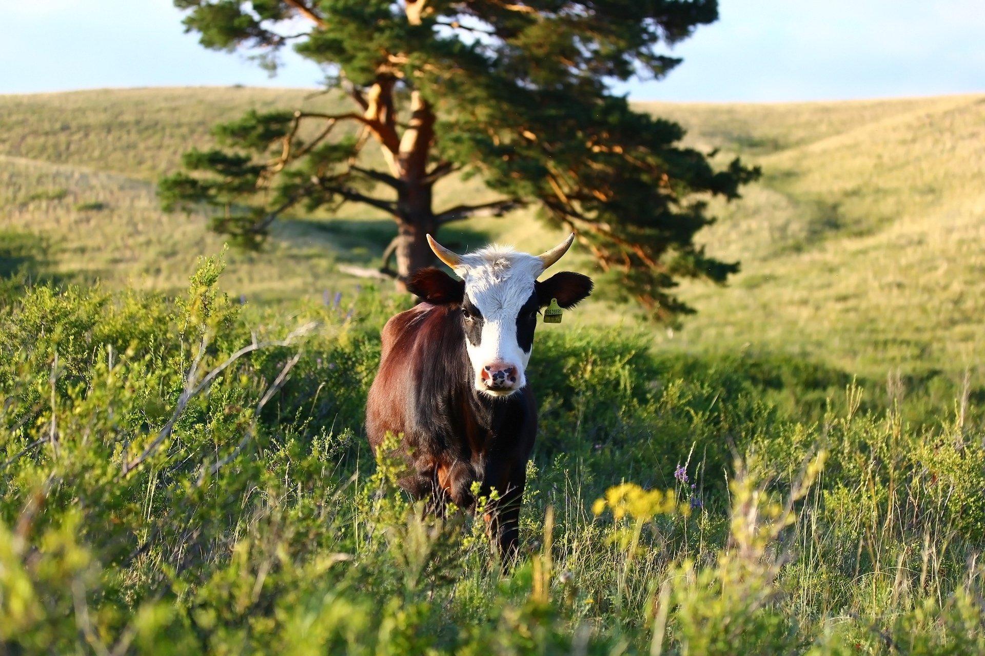 Calf Wallpapers - Top Free Calf Backgrounds - WallpaperAccess