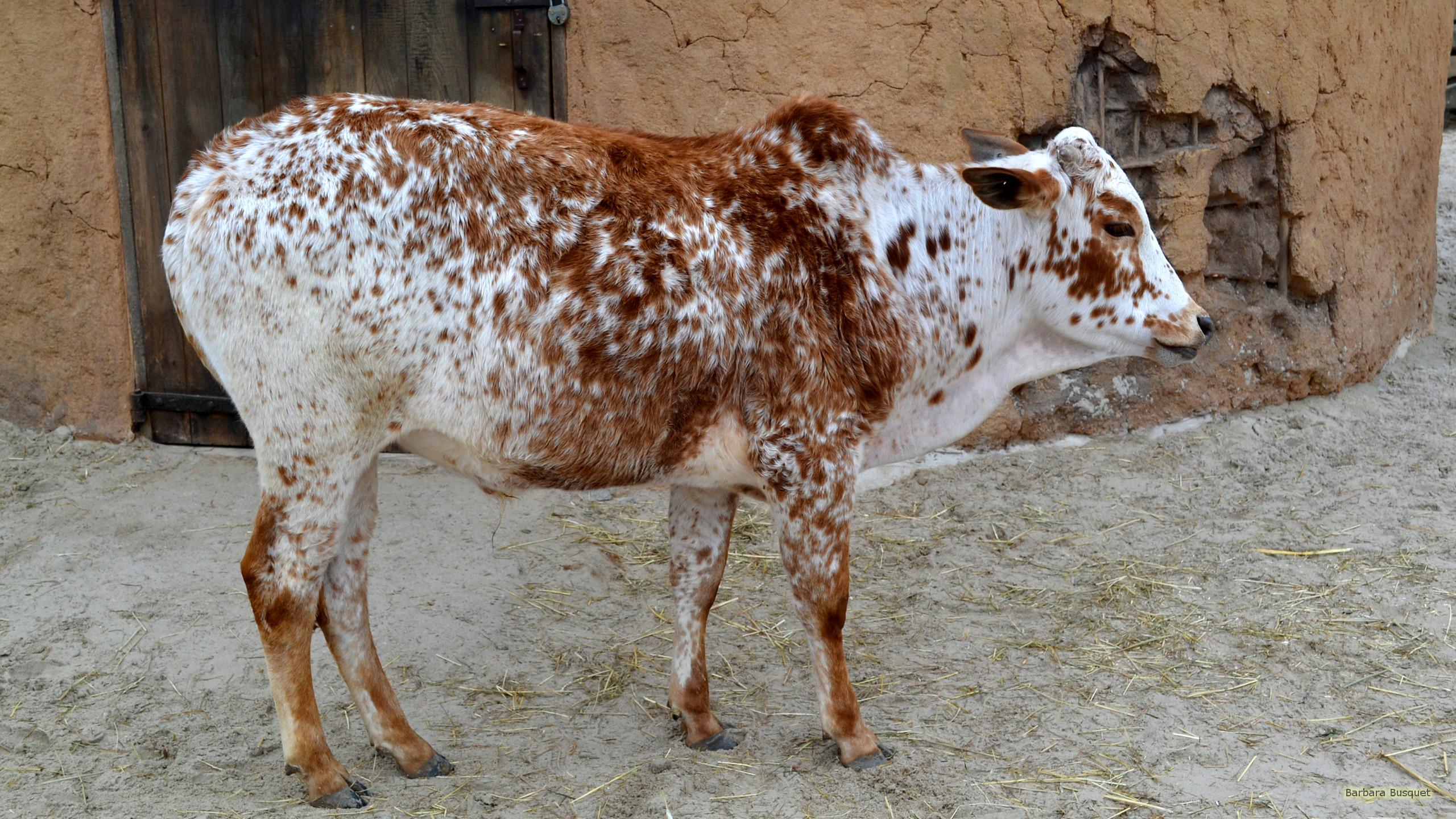 Calf Wallpapers - Top Free Calf Backgrounds - WallpaperAccess