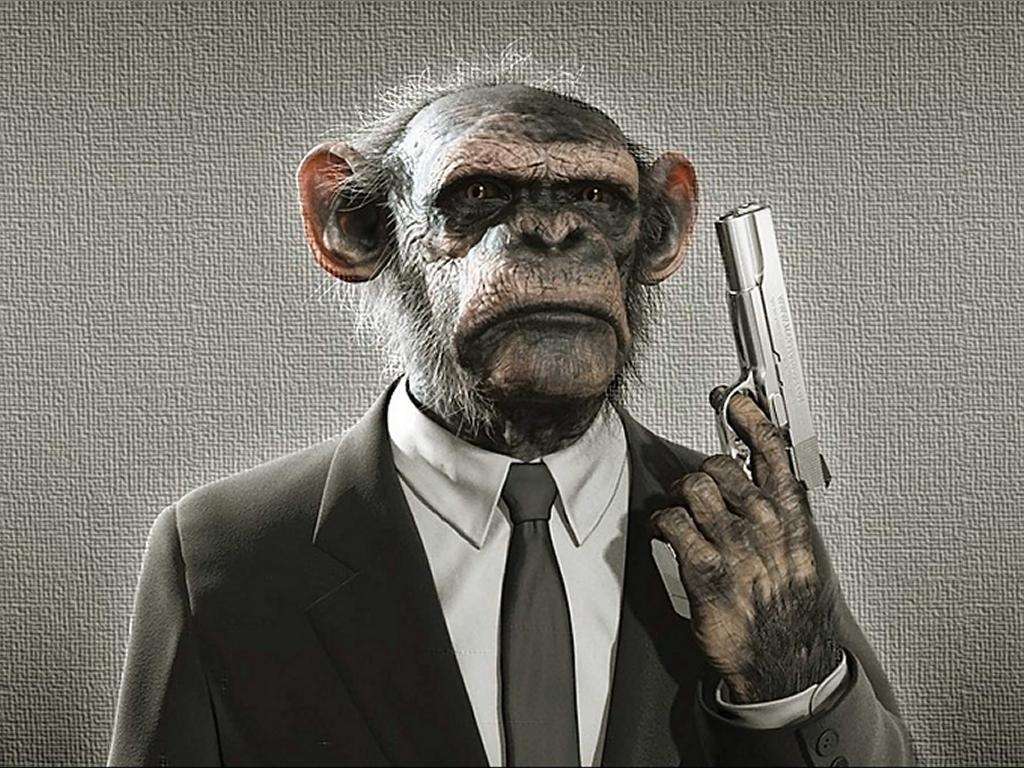 Macacos Wallpapers - Top Free Macacos Backgrounds - WallpaperAccess