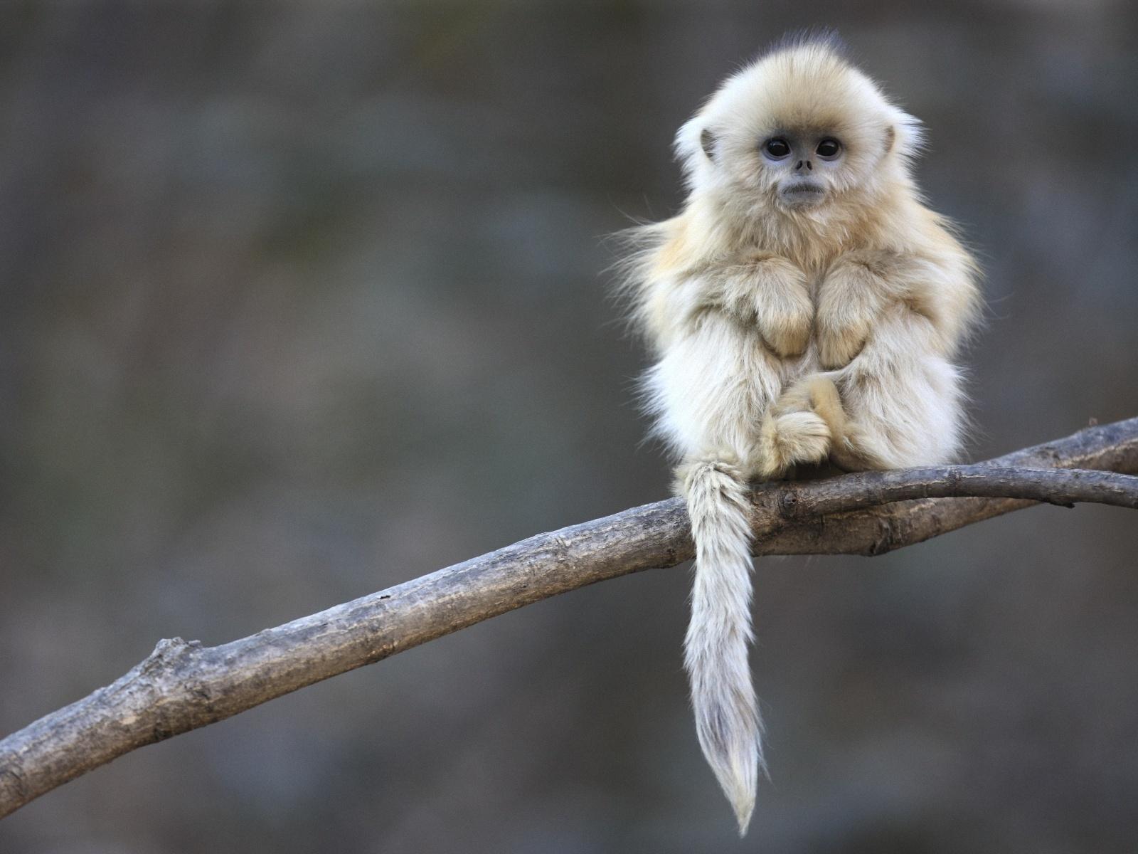 Macacos Wallpapers - Top Free Macacos Backgrounds - WallpaperAccess