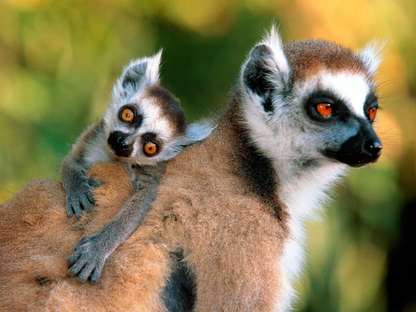 Macacos Wallpapers - Top Free Macacos Backgrounds - WallpaperAccess