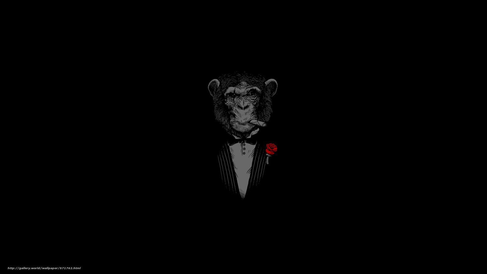 Macacos Wallpapers - Top Free Macacos Backgrounds - WallpaperAccess