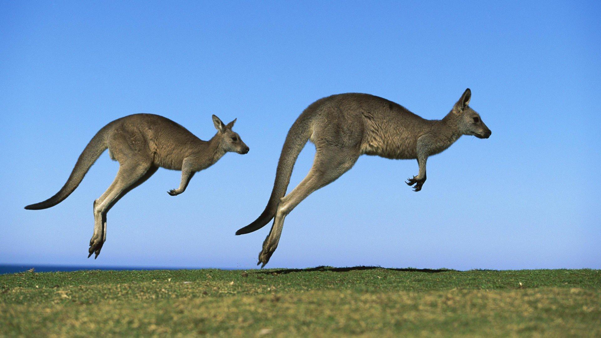 New South Wales Wallpapers - Top Free New South Wales Backgrounds ...