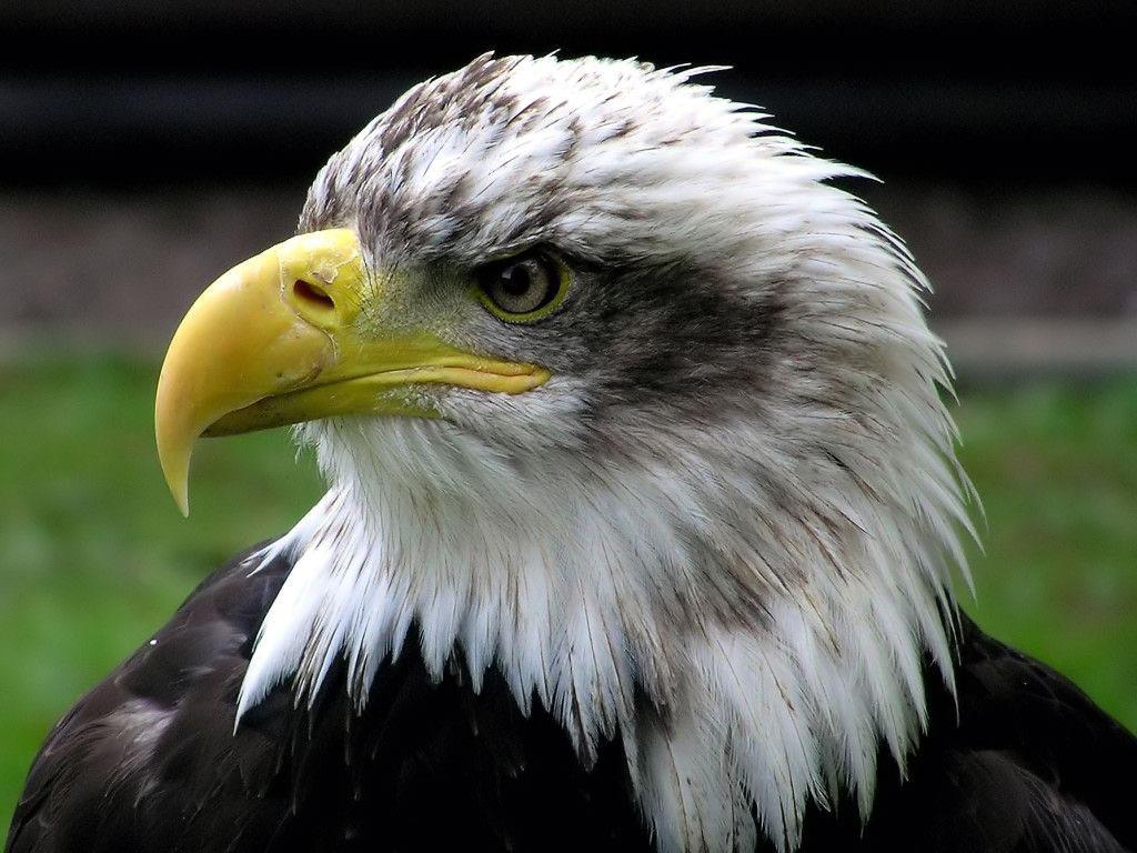 Cute Eagle Wallpapers - Top Free Cute Eagle Backgrounds - WallpaperAccess