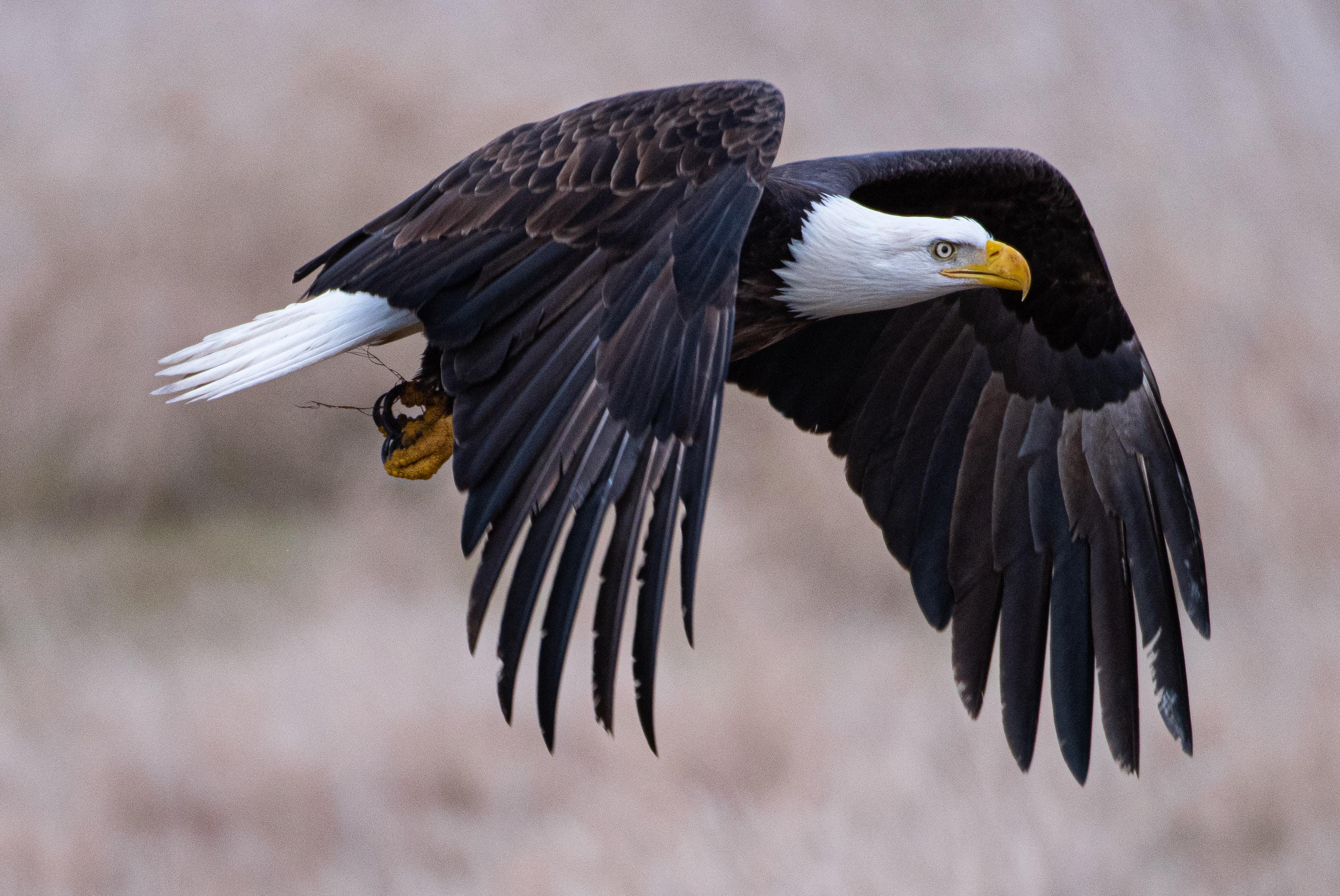 Cute Eagle Wallpapers - Top Free Cute Eagle Backgrounds - WallpaperAccess