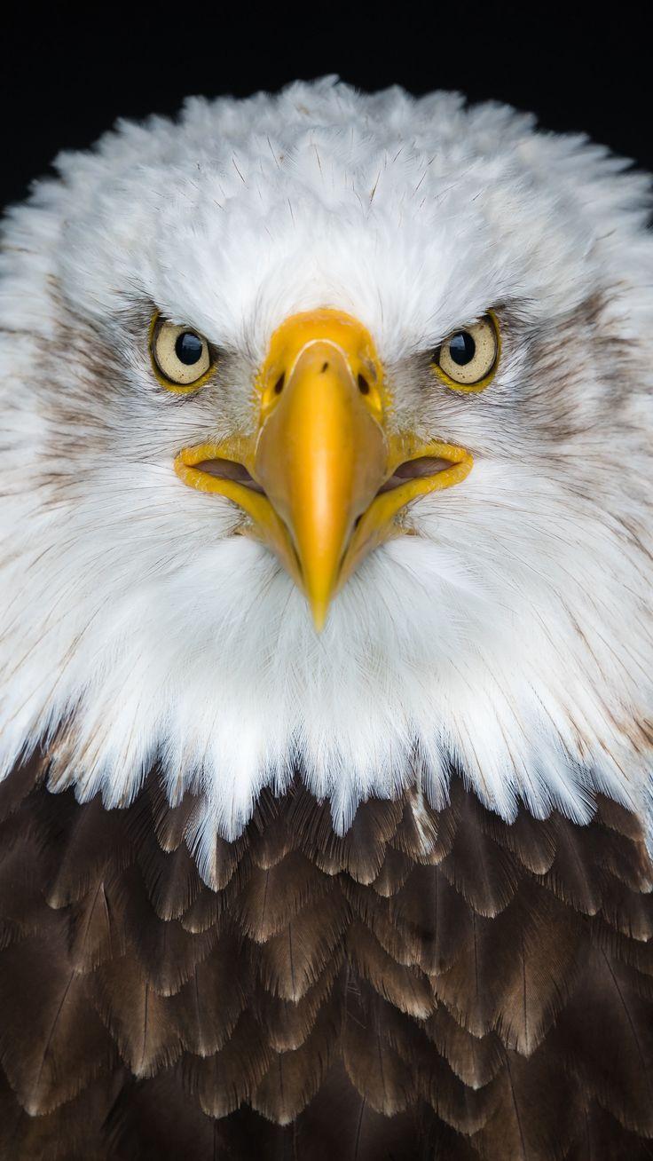 4K Bald Eagle Wallpapers - Top Free 4K Bald Eagle Backgrounds - WallpaperAccess