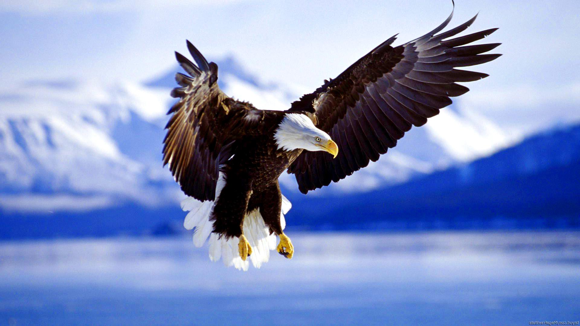 Cute Eagle Wallpapers - Top Free Cute Eagle Backgrounds - WallpaperAccess
