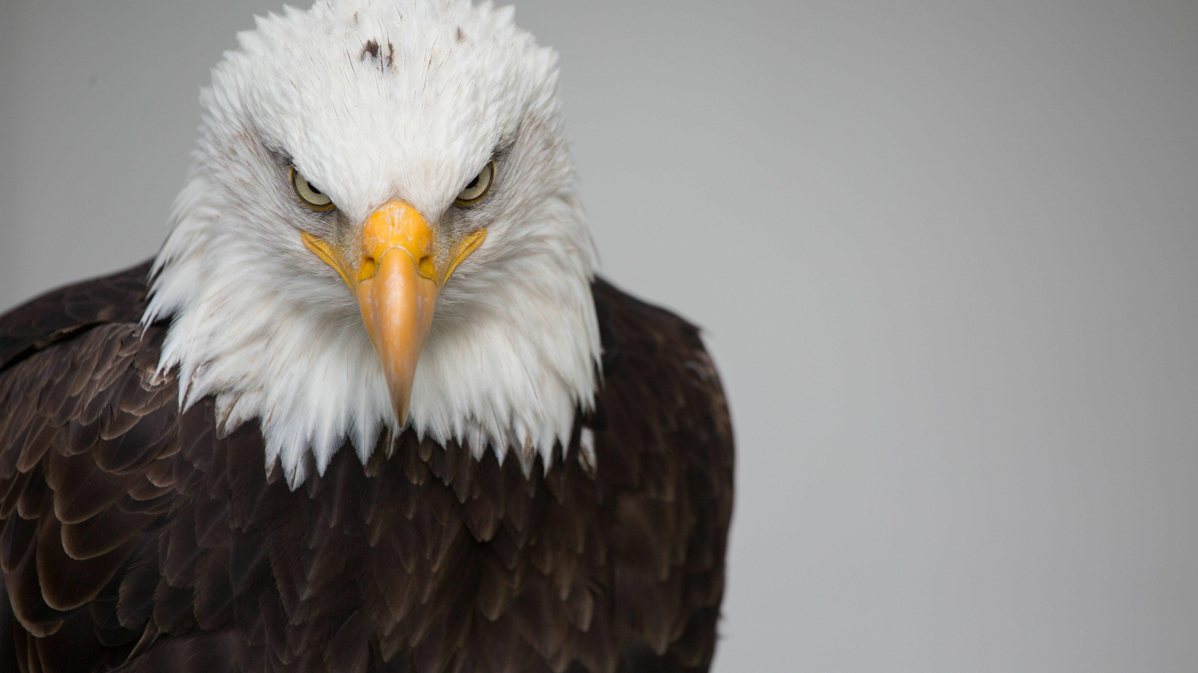 Cute Eagle Wallpapers - Top Free Cute Eagle Backgrounds - WallpaperAccess