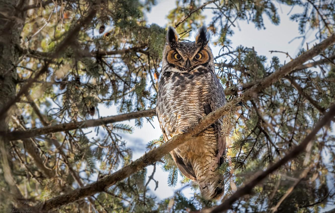 Great Horned Owl Wallpapers - Top Free Great Horned Owl Backgrounds ...